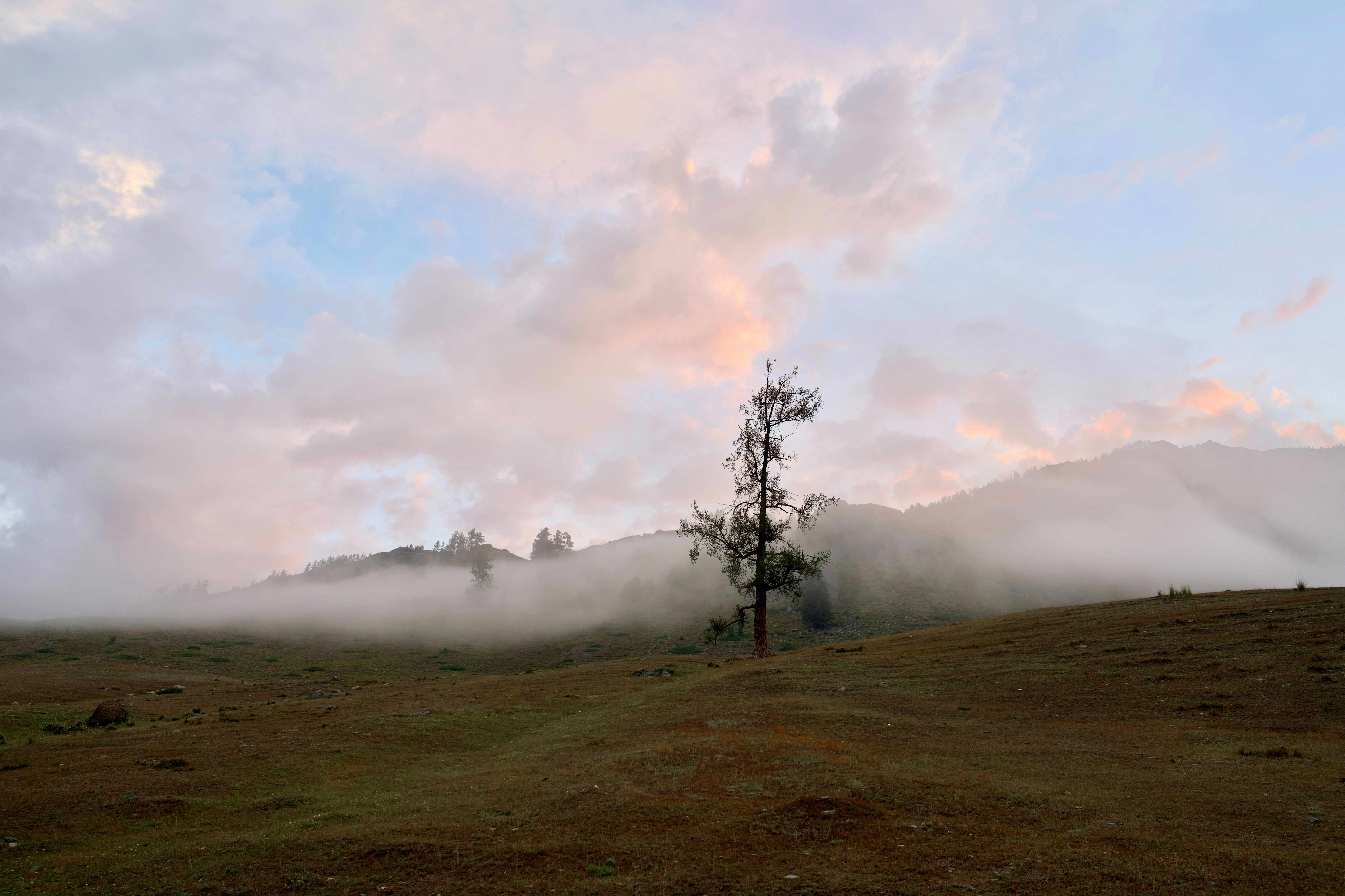 Fog-Laced Lone Pine on a Gently Rolling Plain