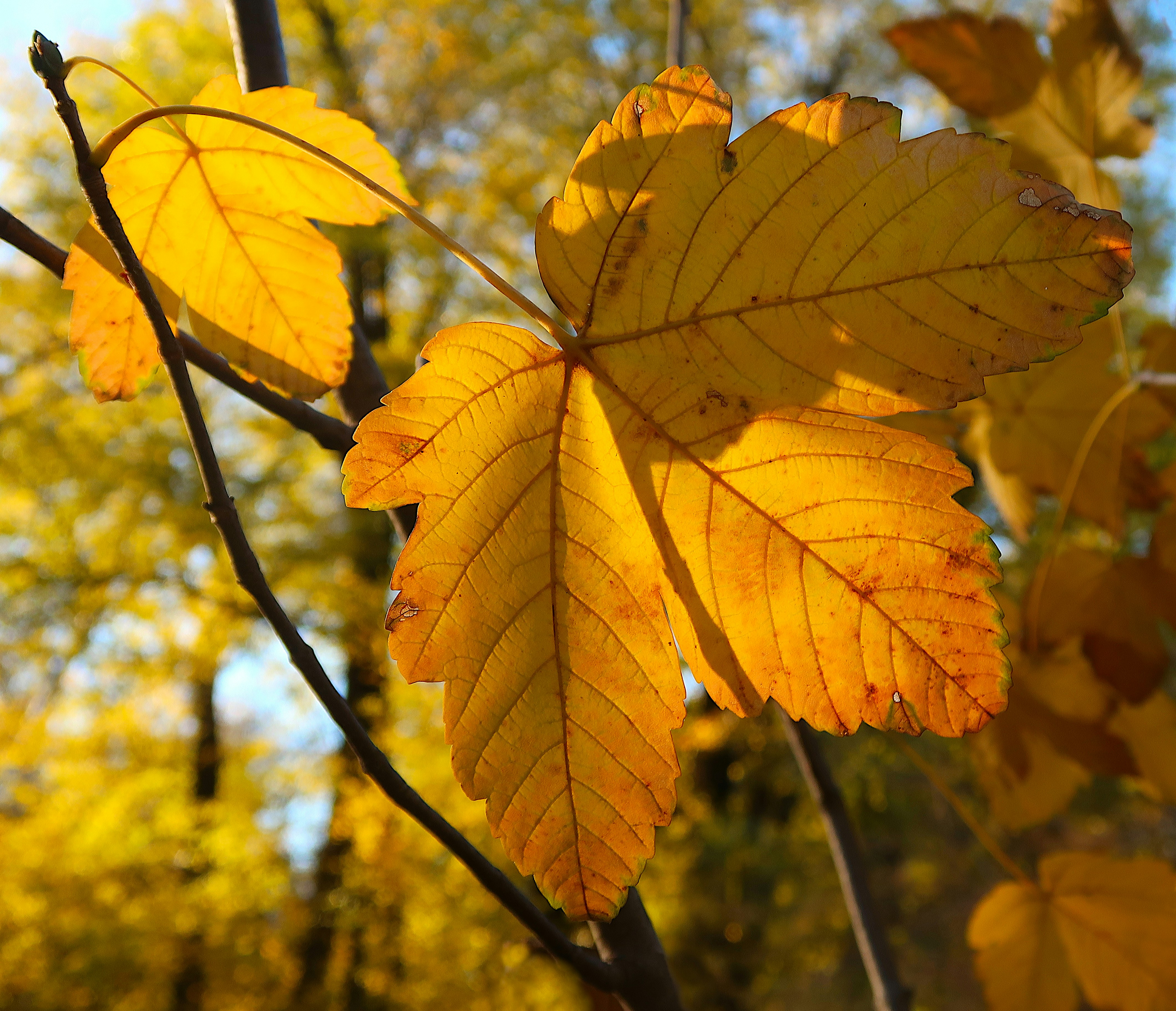 Golden Leaves in Autumn Backlit Morning