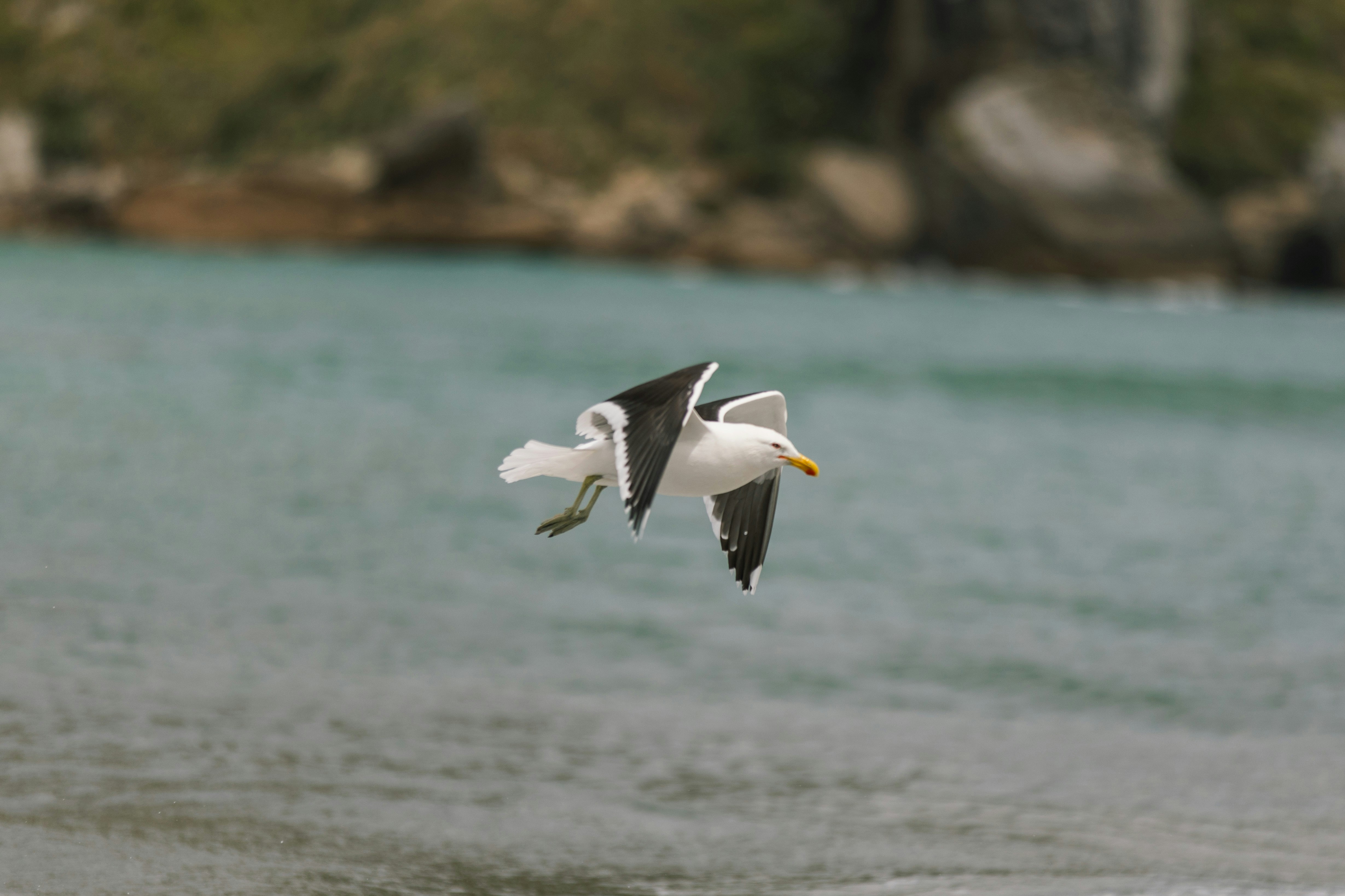 Midflight Seagull Over Calm Coastal Waters