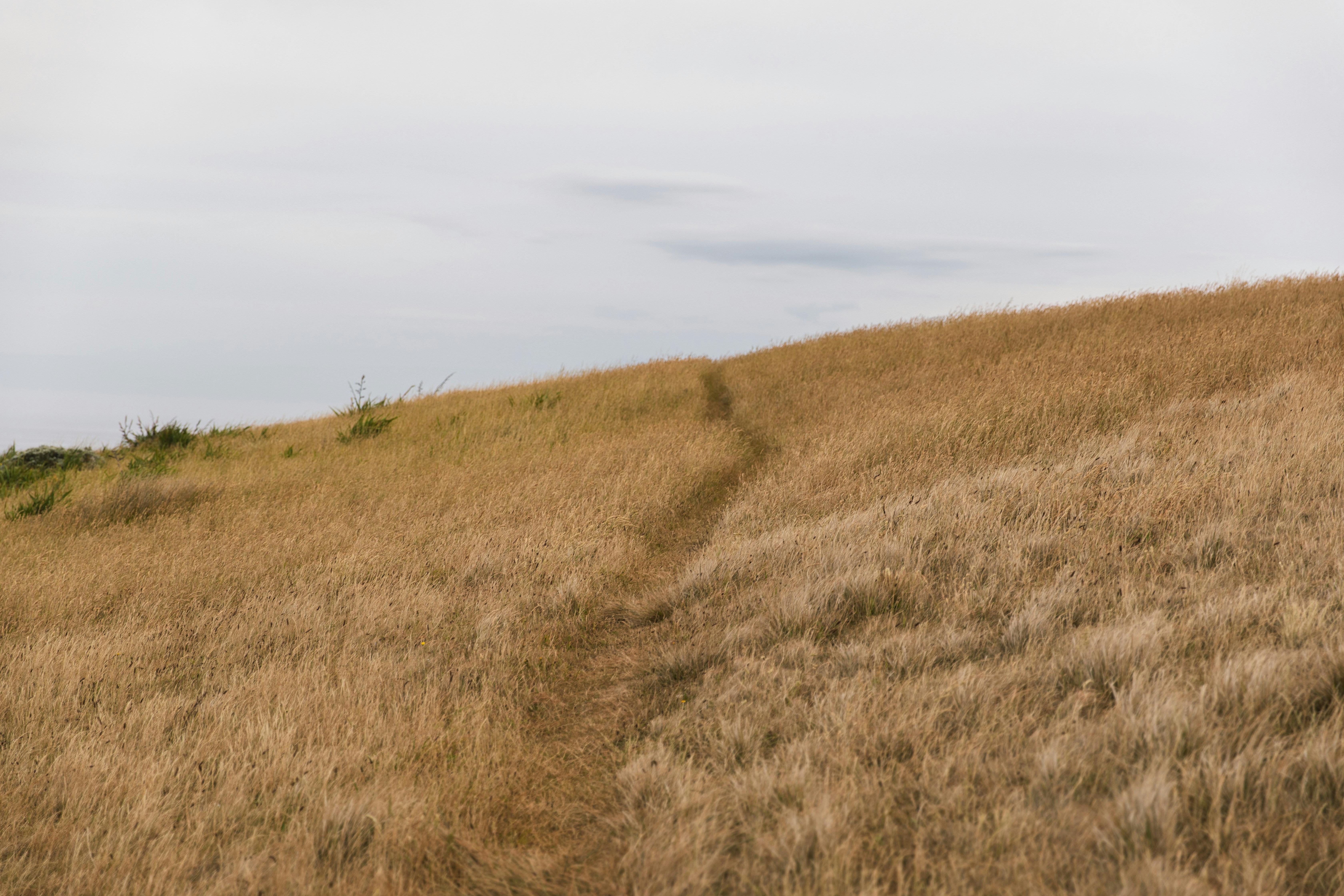 Trail Carved Through Golden Grass on a Quiet Hill