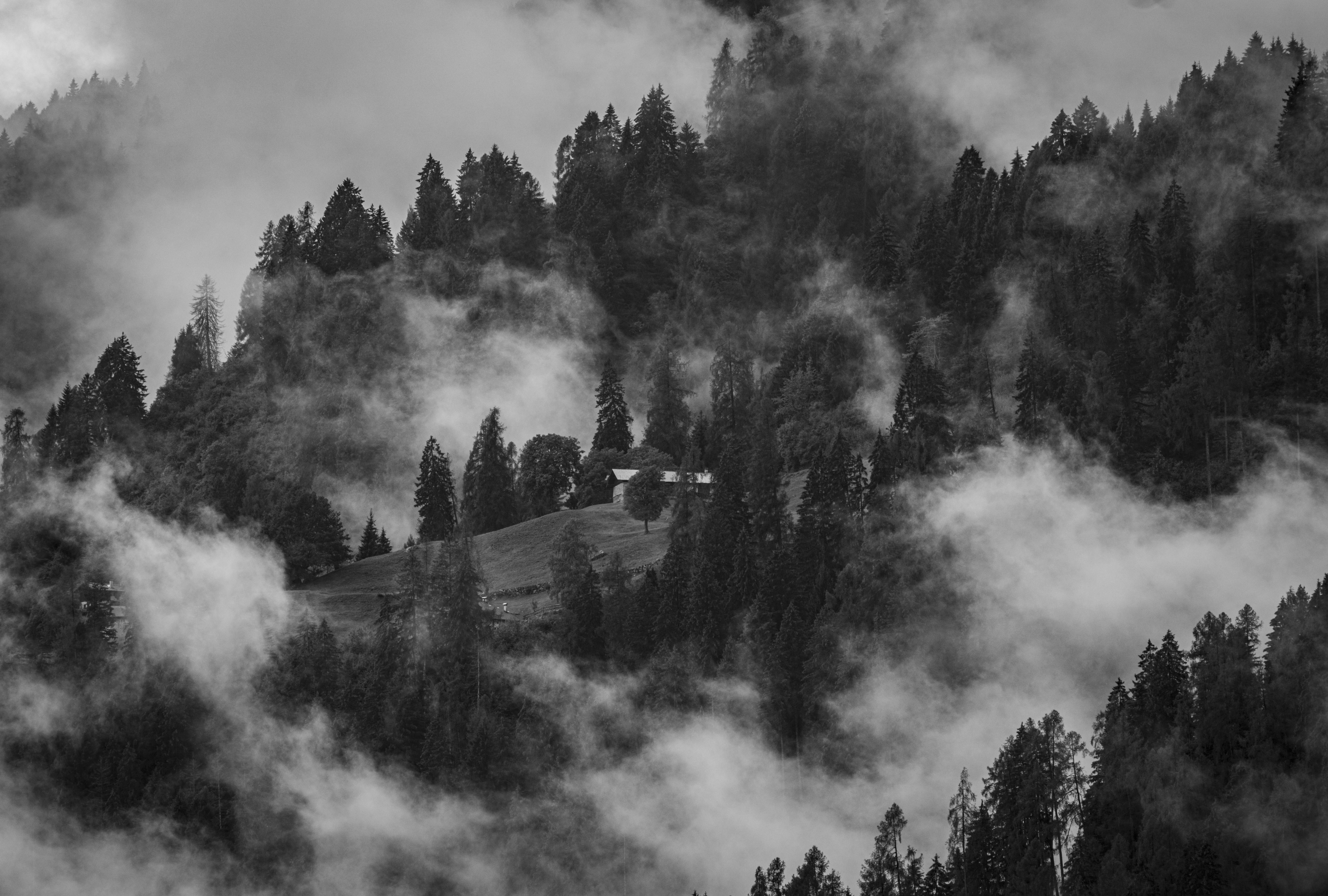 Mist-clad Alpine Quiet: A Cabin Nestled Among Silent Pines
