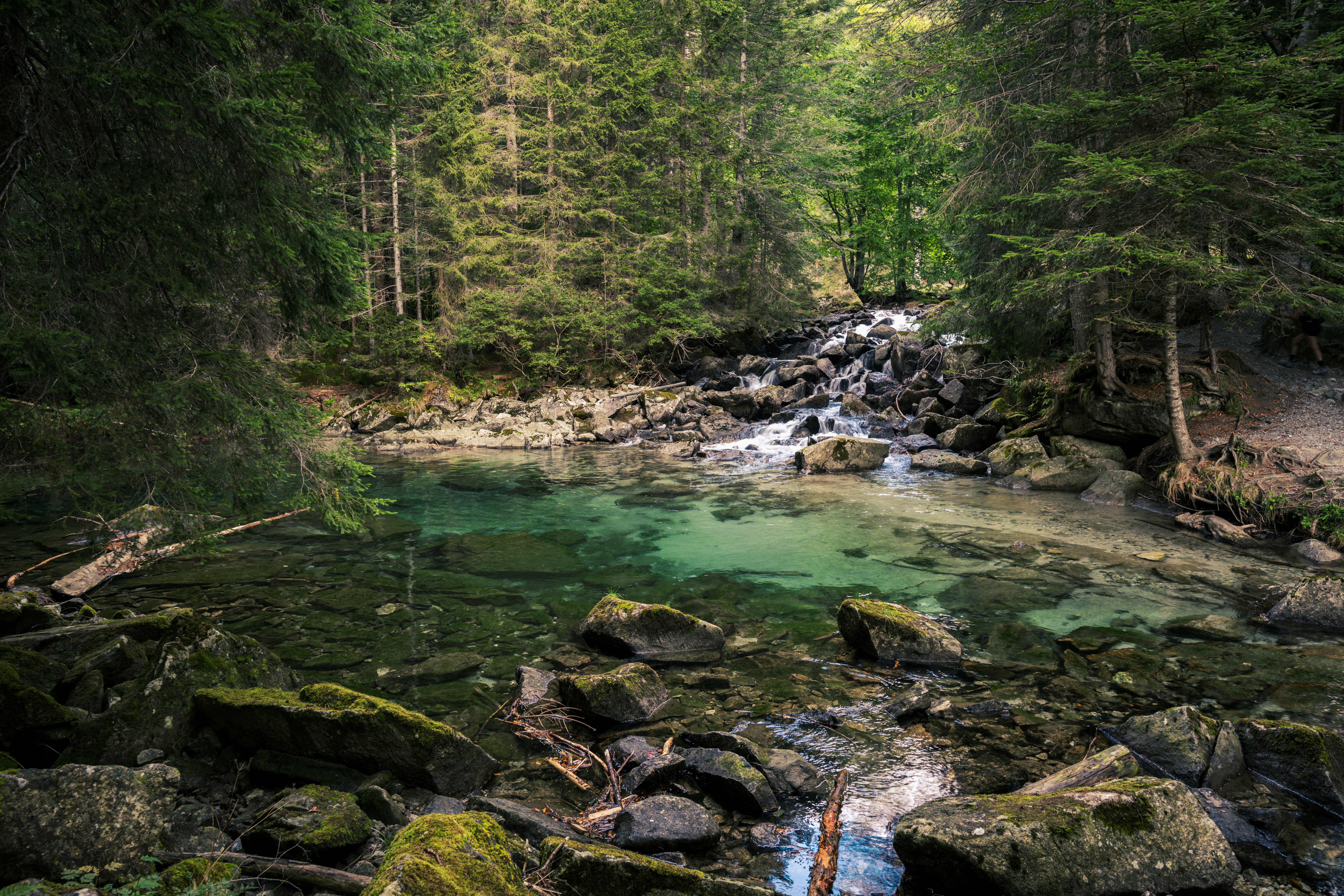Emerald River in the Pines