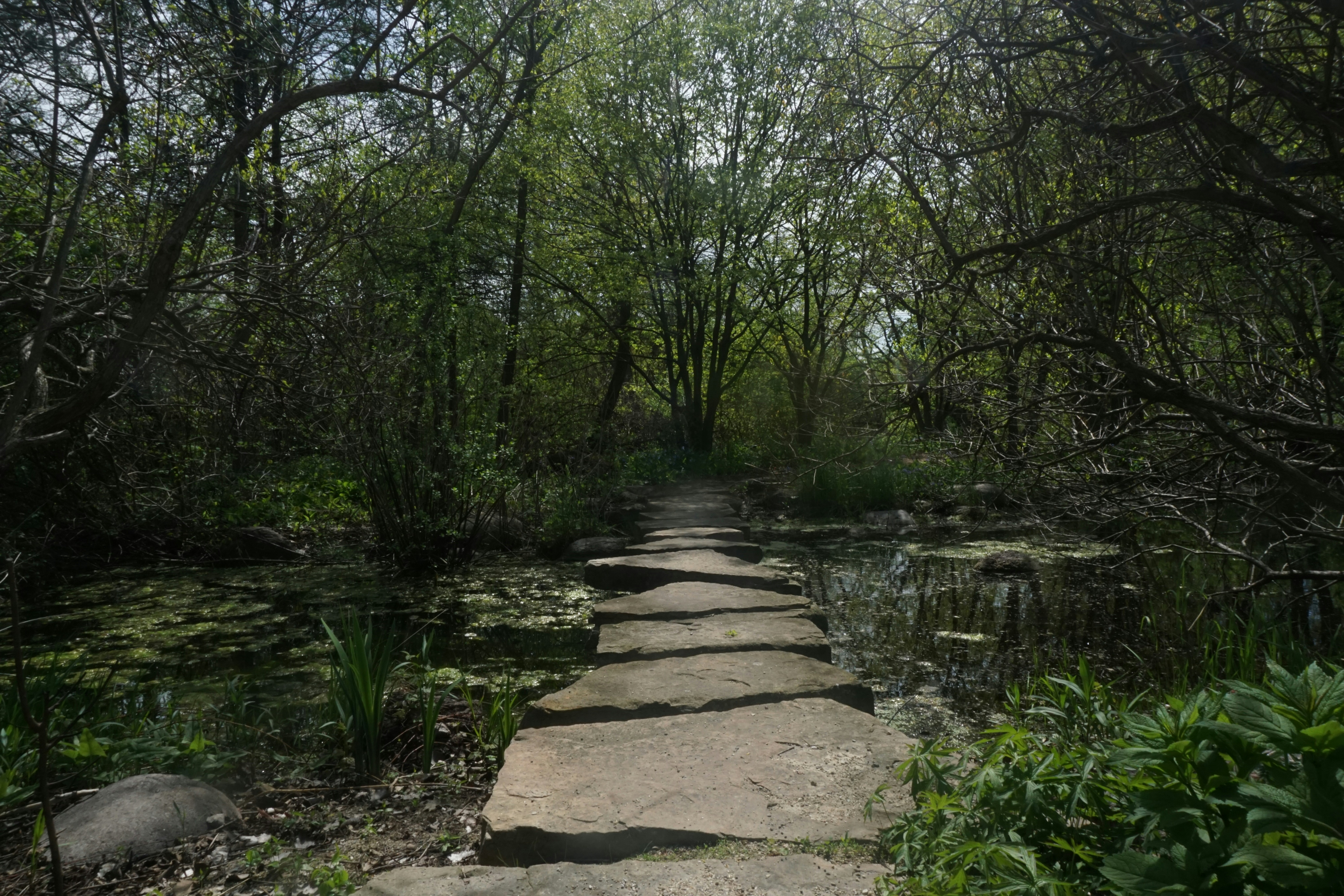Trail of Quiet Stone Steps Through a Marshy Green Corridor