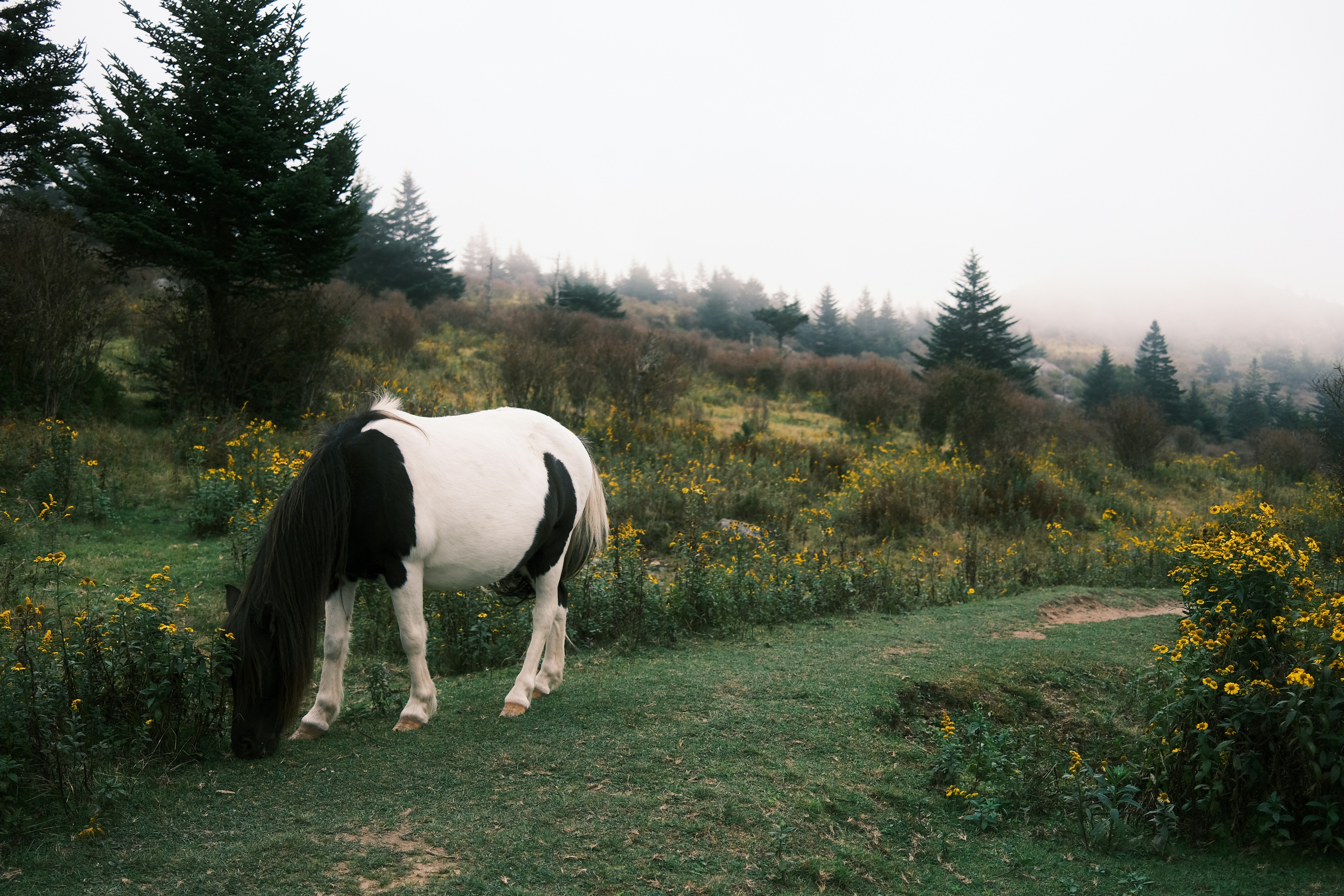 A black-and-white pony grazes on a grassy path lined with yellow wildflowers under a misty, tree-dotted horizon.