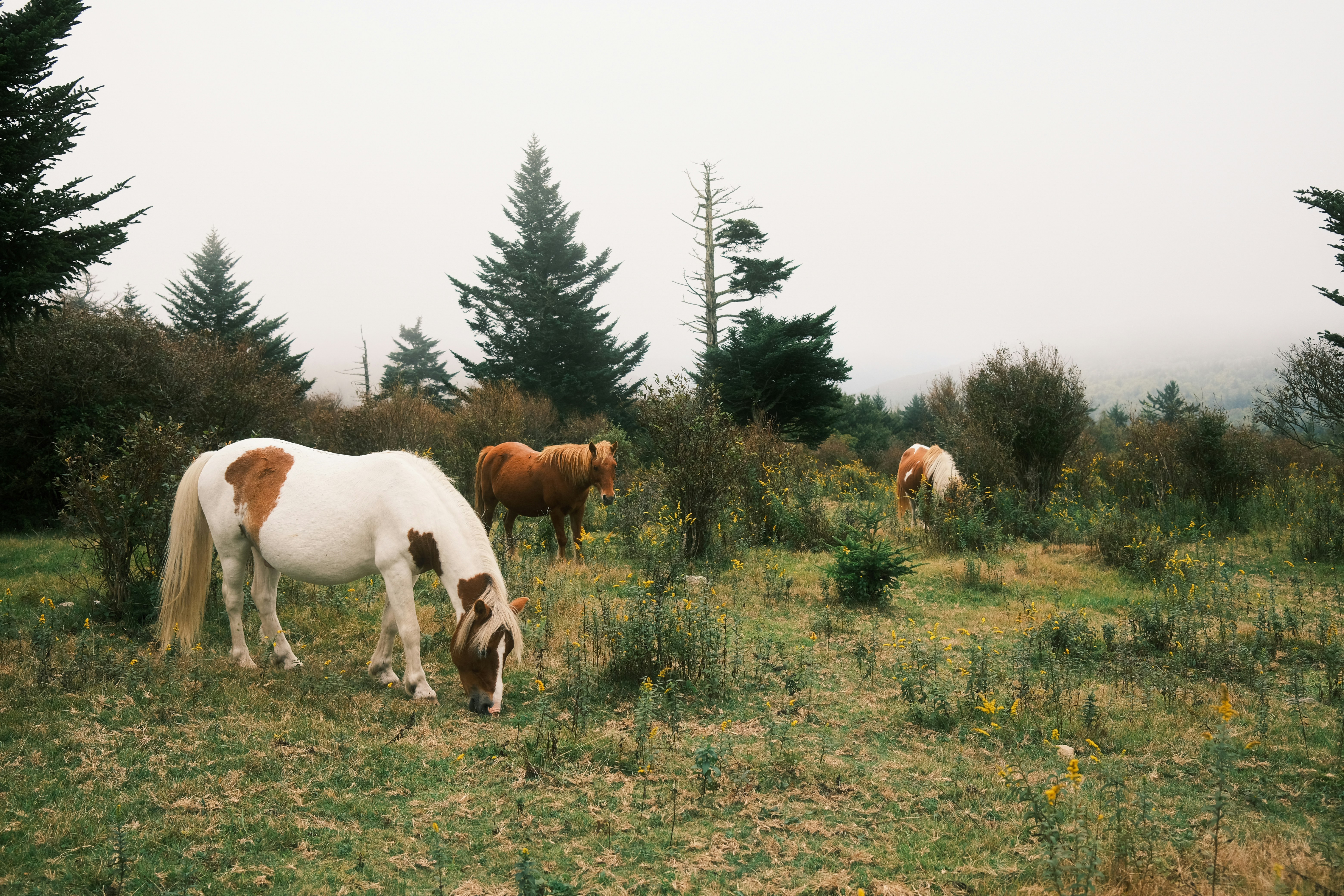 Grazing Herds beneath Misty Pines
