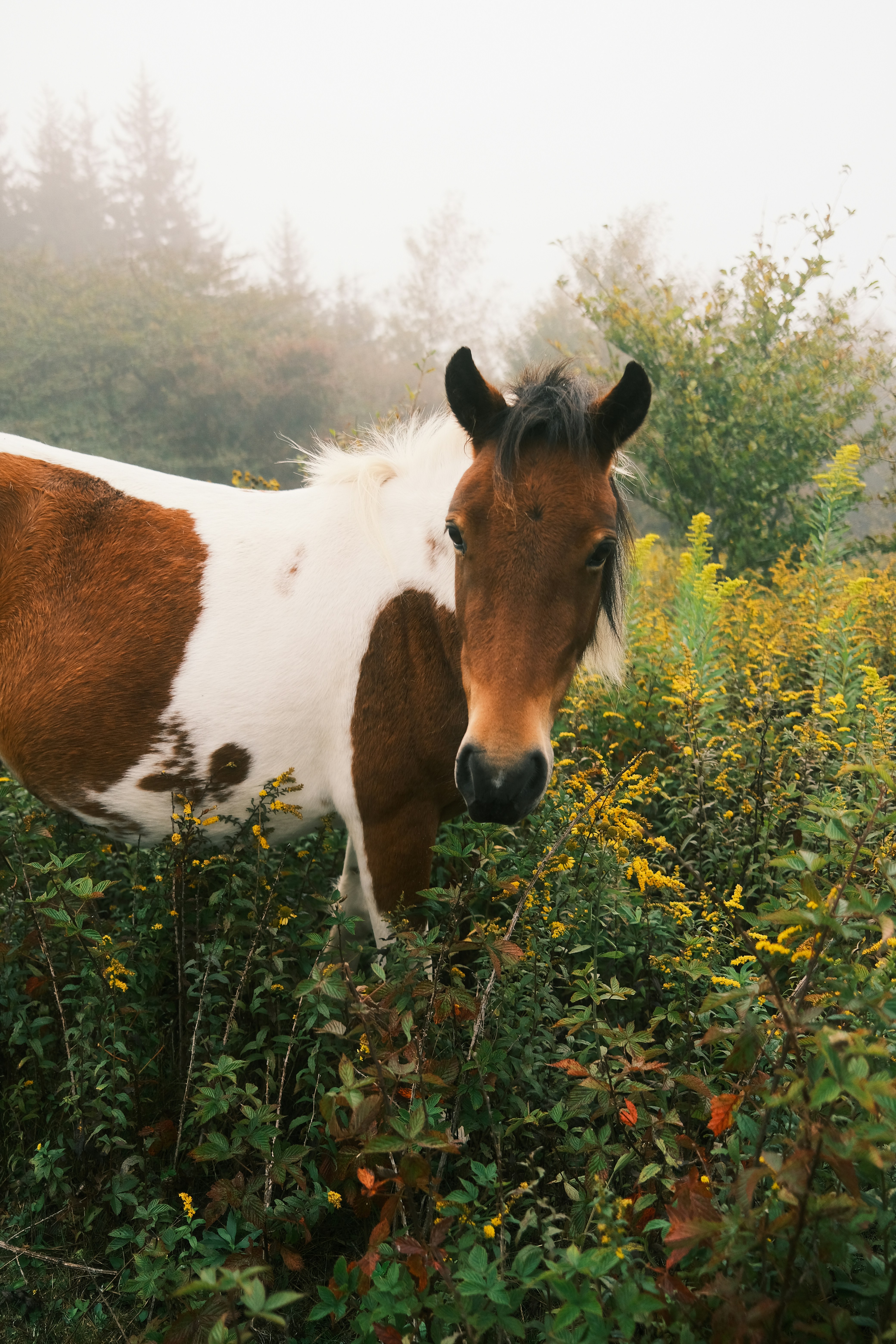 Autumn Meadow Stare: A Paint of Brown and White Among Golden Reeds