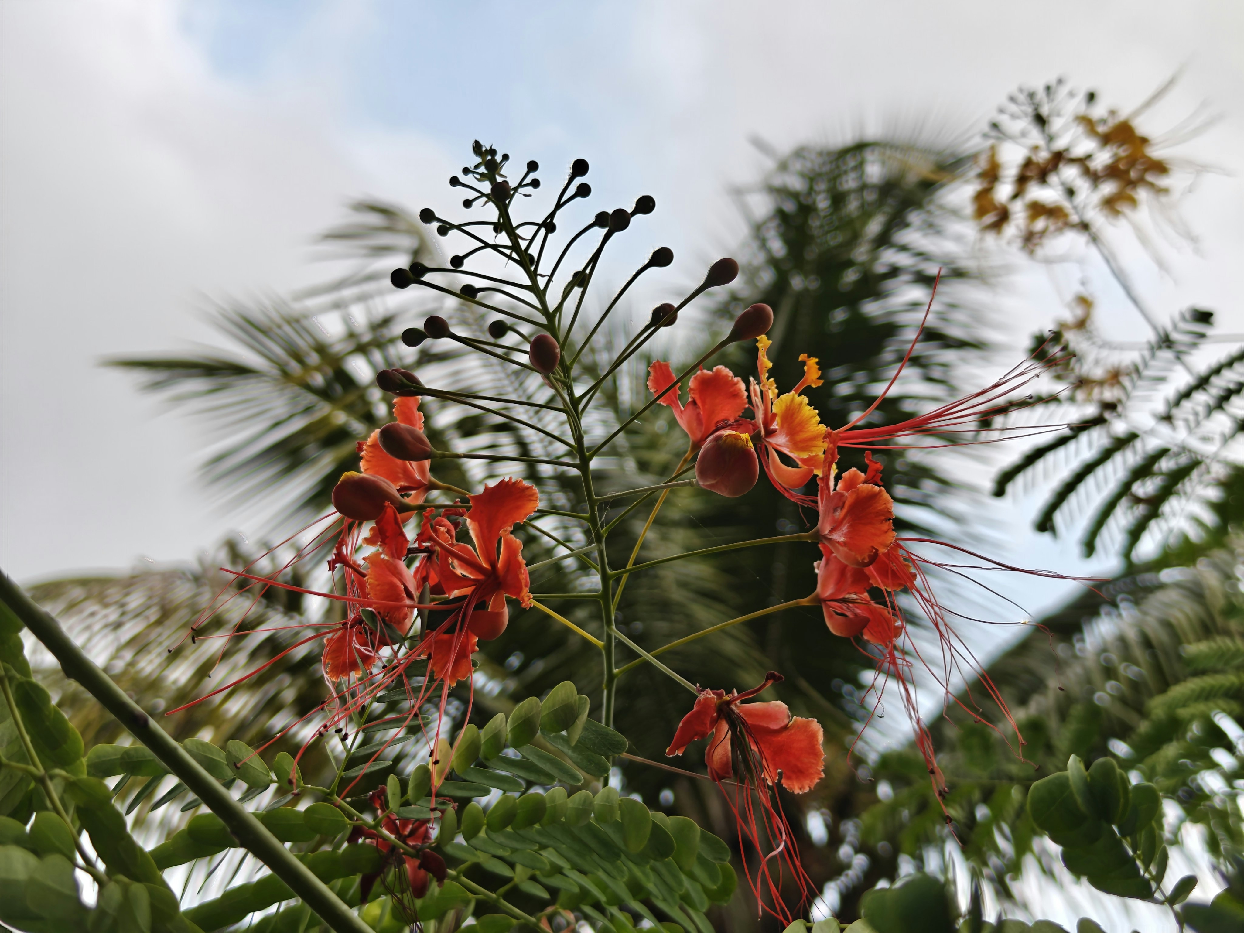 Vivid Crimson Bloom Framed by Tropical Foliage