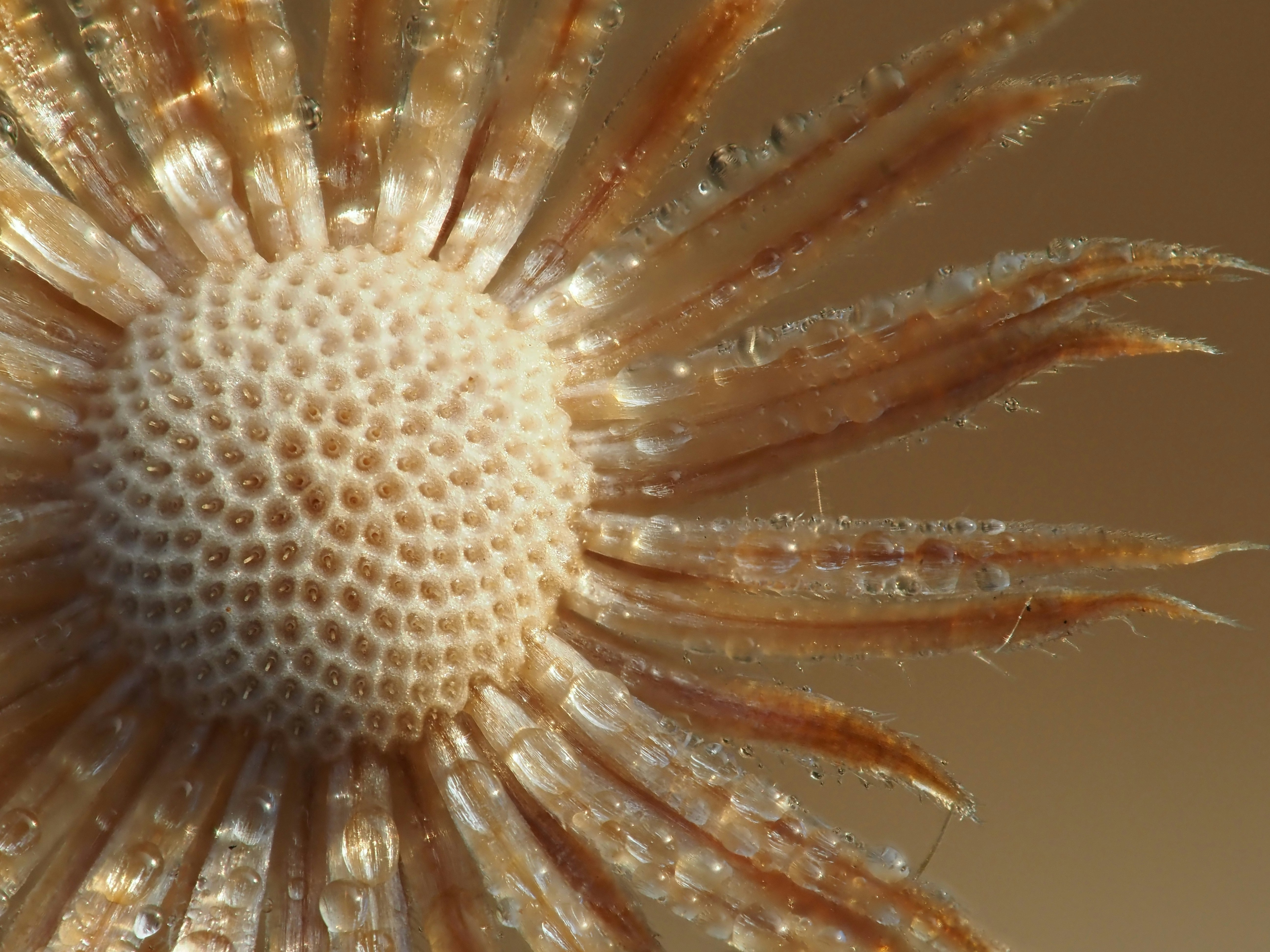 Macro Radiance: Sunlit Daisy Center in Extreme Close-Up