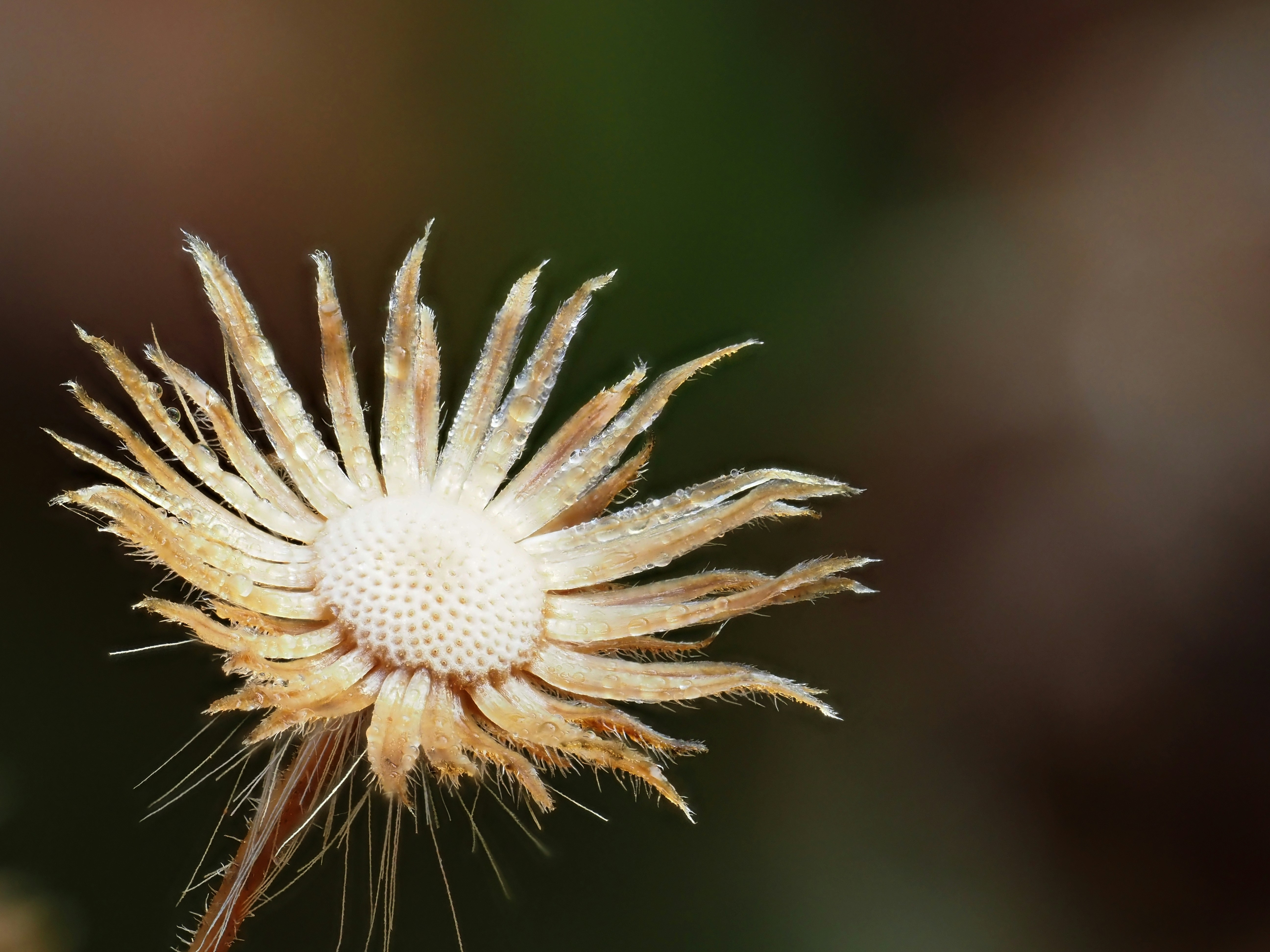 Desiccated Daisy Spotlight: A fragile bloom against a soft bokeh