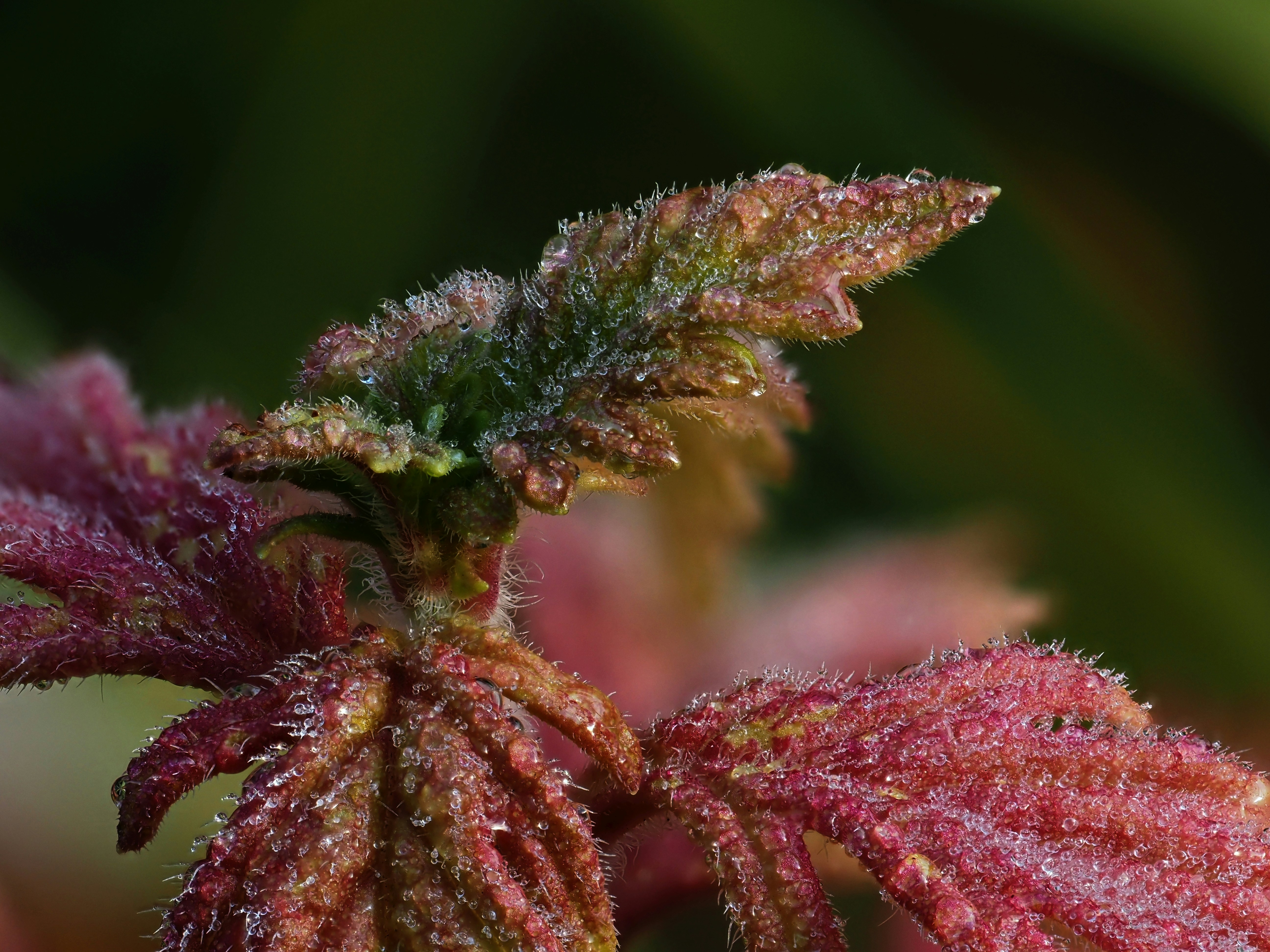 Dew-kissed foliage: a close-up of frost-veined leaves