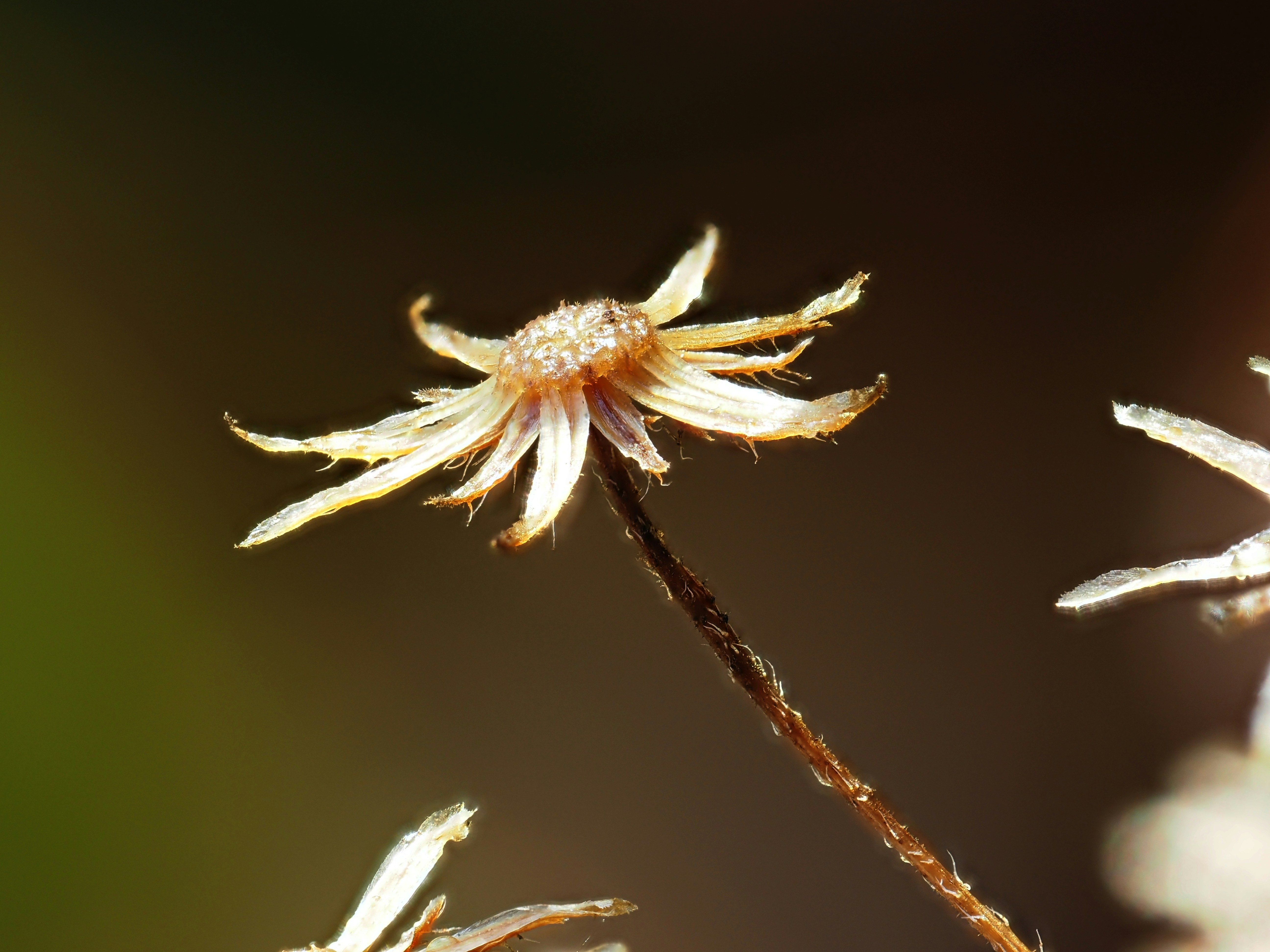 Delicate Bloom on a Gossamer Stem
