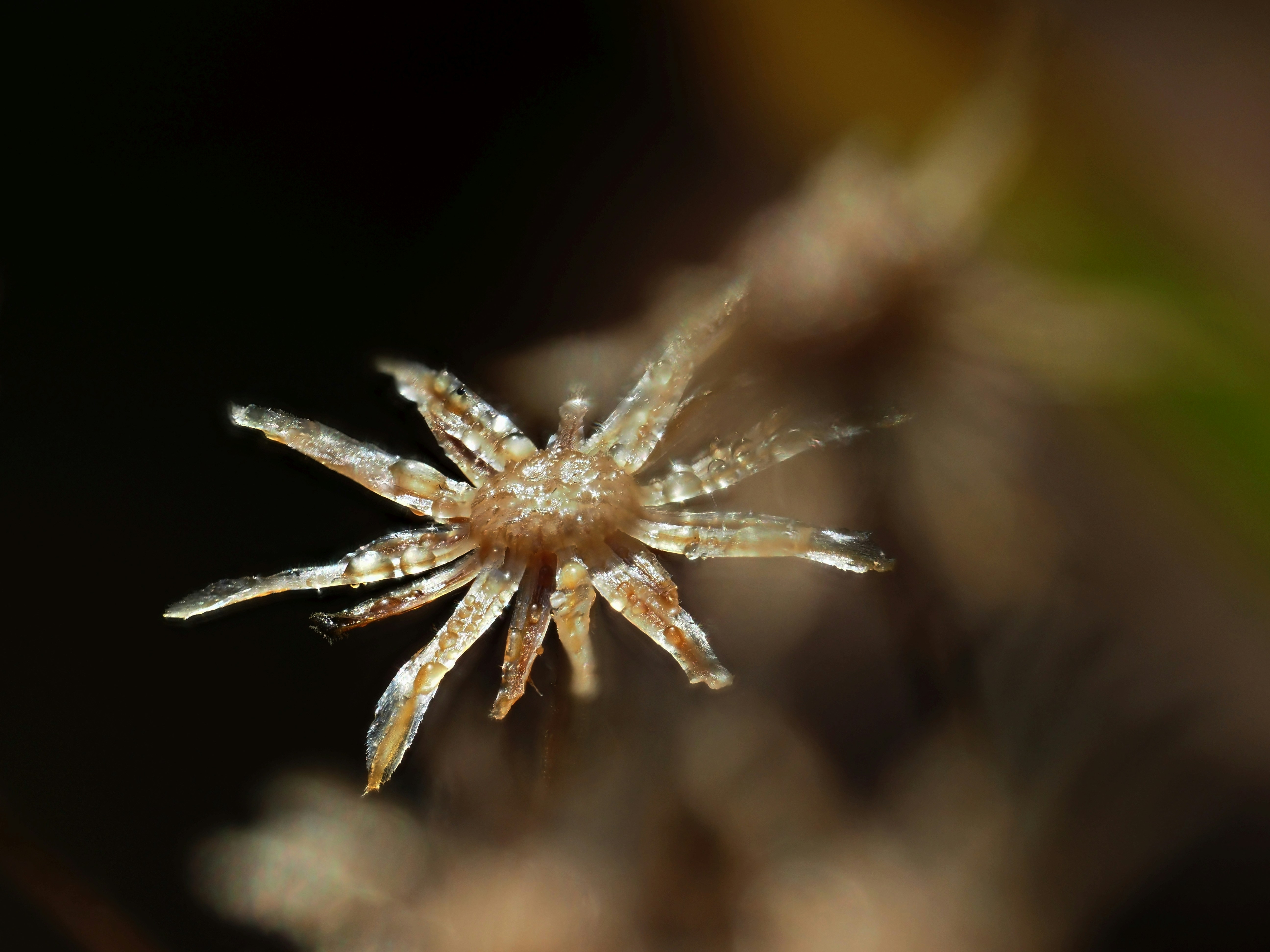 Tiny Waterborne Star: A Mossy Micro-Tarantula in Focus