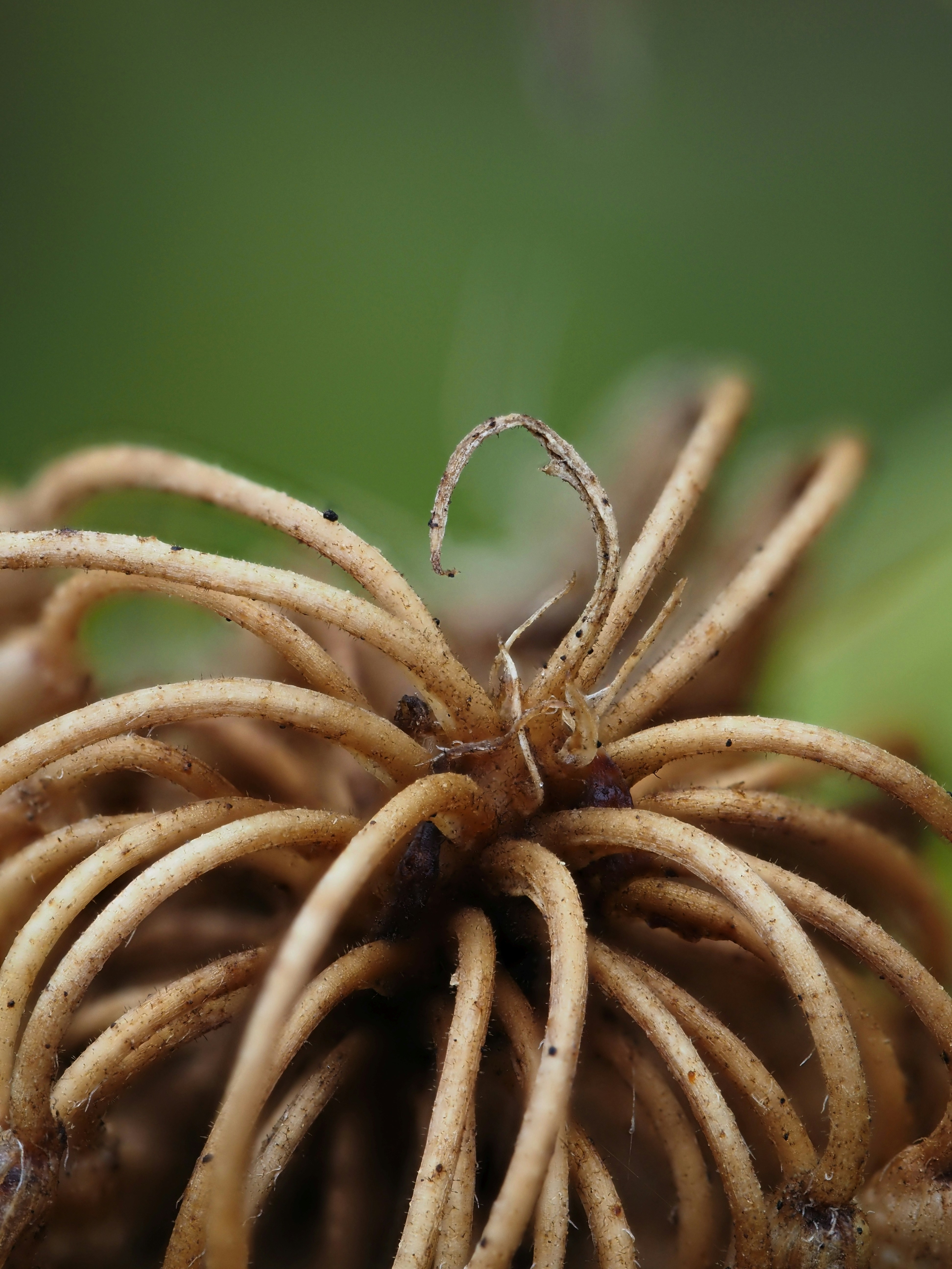 Tangled Tendrils: A Macro Portrait of a Seed Head's Spirals
