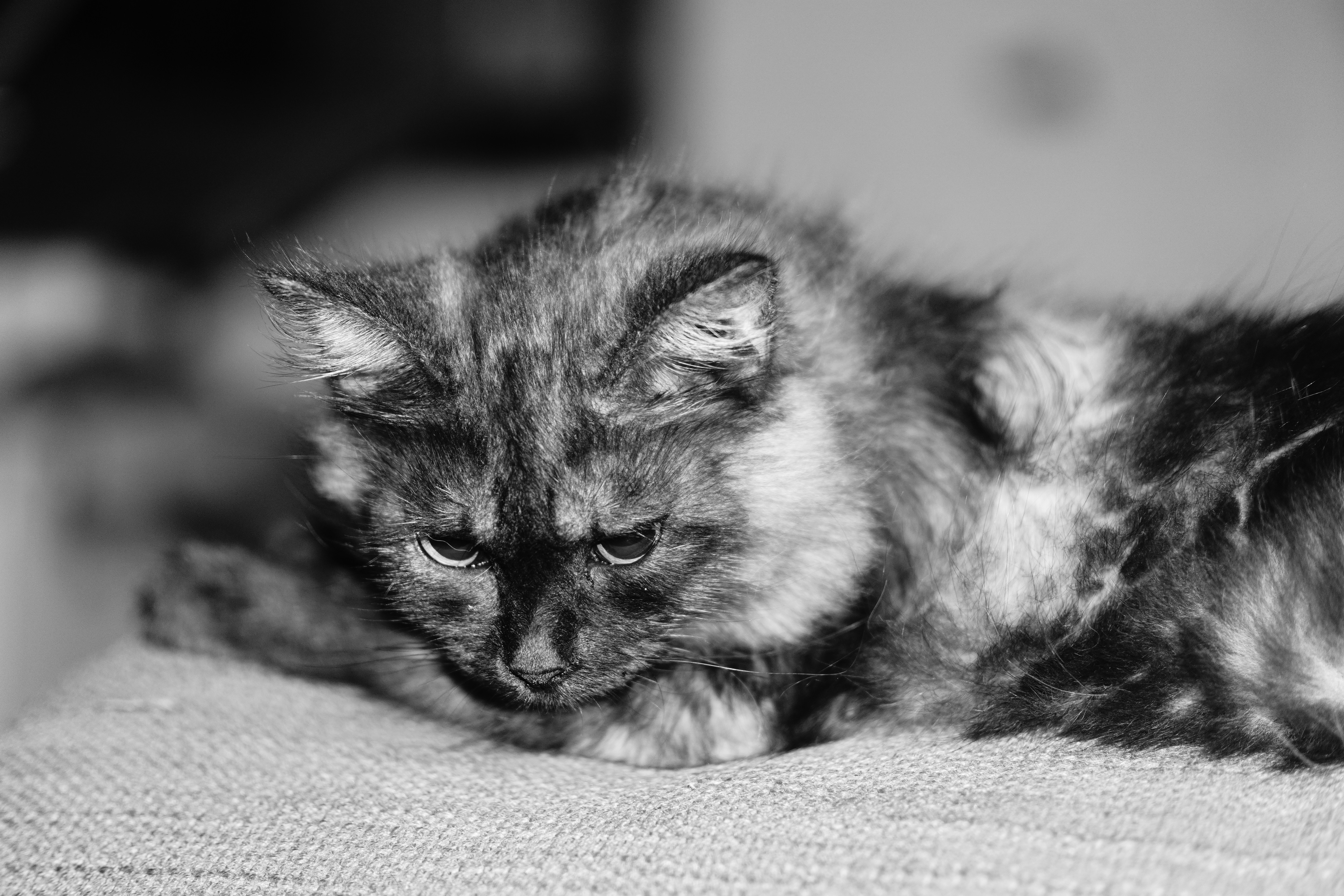 Quiet Sorrow: A Scrutoid of Sleep on Woolen Wakefulness