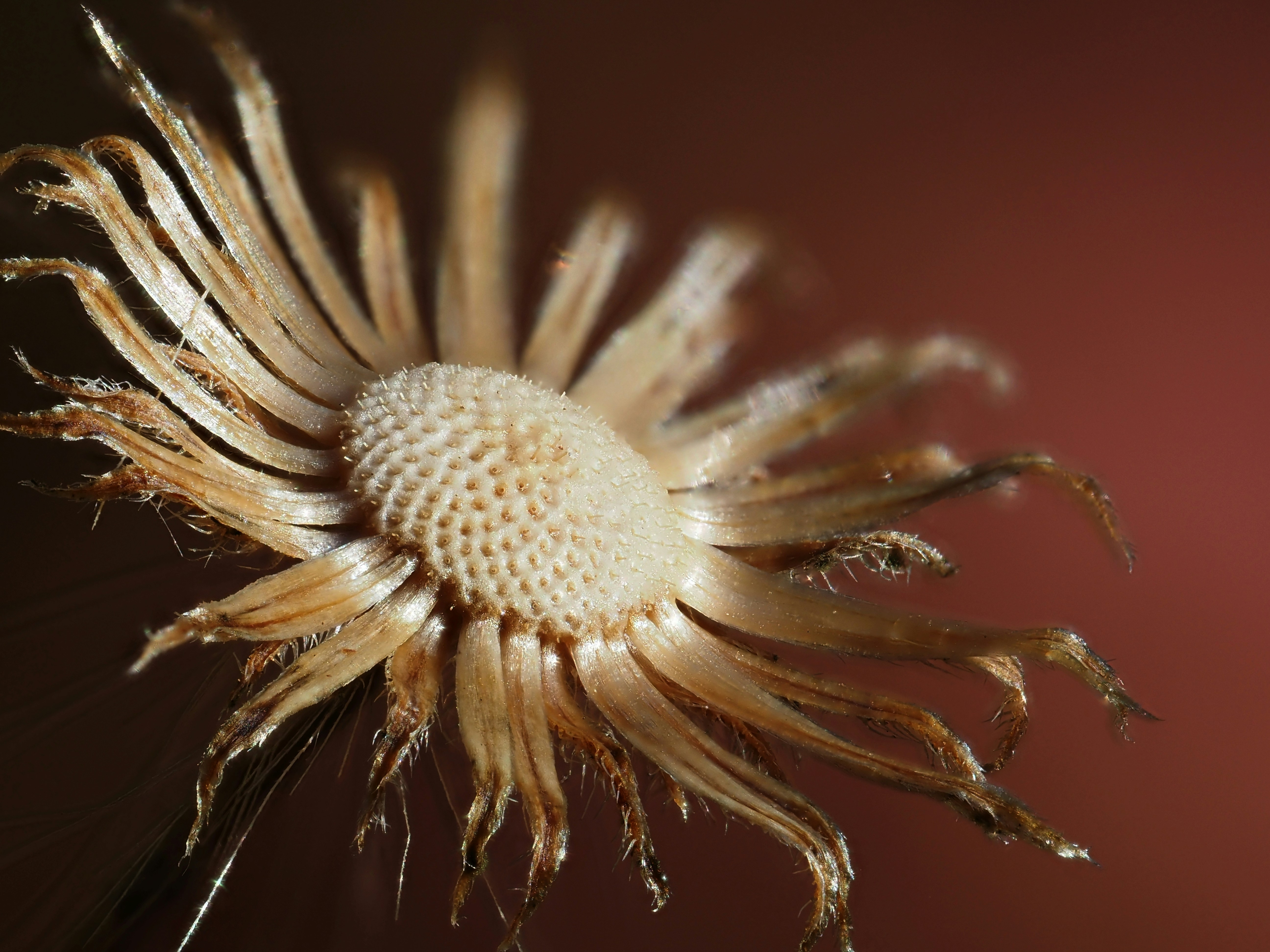 Close-up of a dried daisy-like flower center with delicate papery petals against a soft gradient background. The image emphasizes texture and micro-structures of the bud in a macro composition.