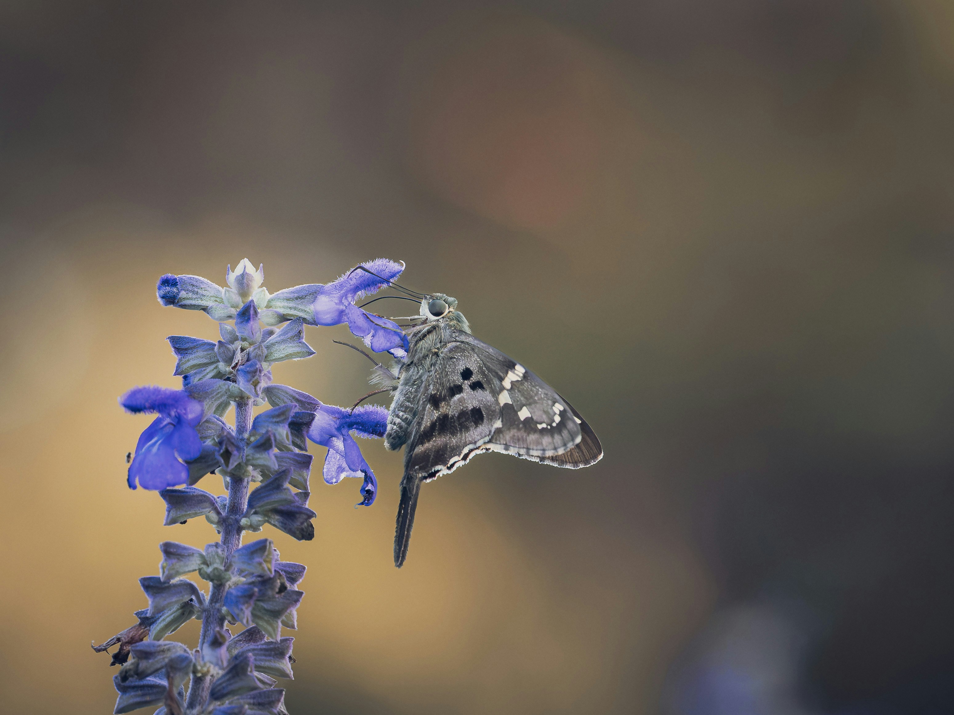Purple Spike: A Humming Shadow on Violet Bloom