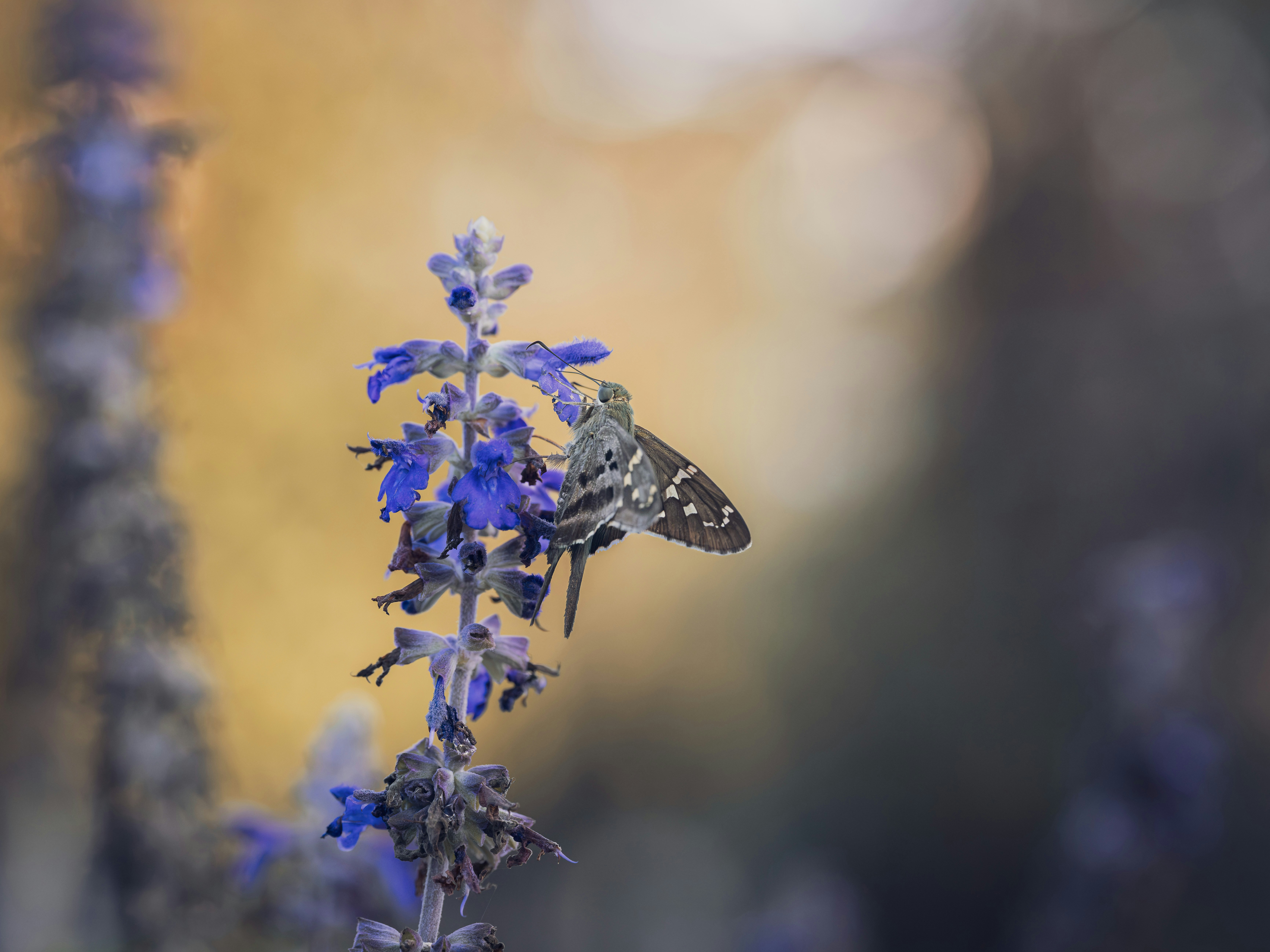 Blue Sage and Butterfly: Quiet Moment in Warm Backlight
