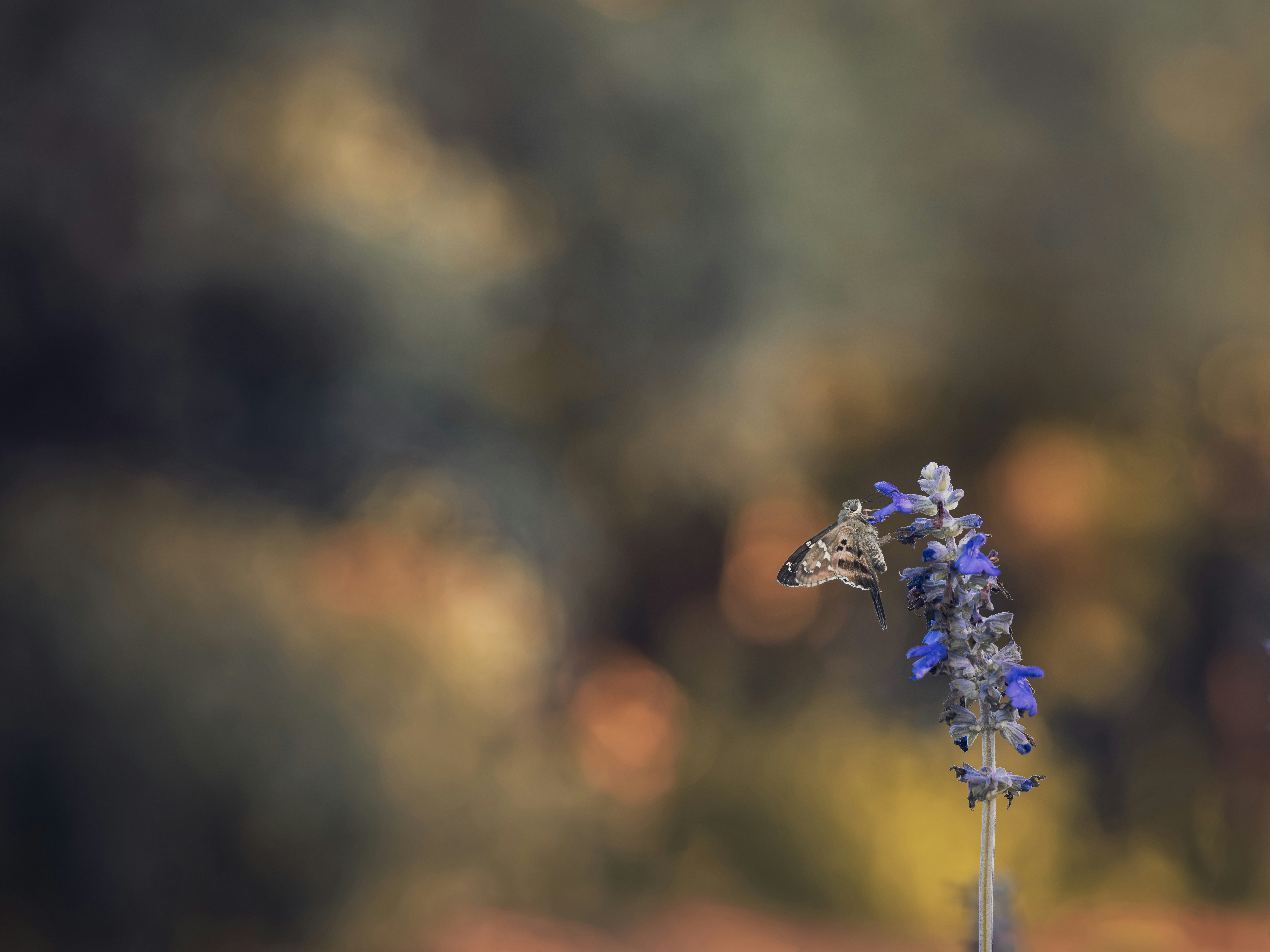 Purple Spike: A solitary bloom Reaching Through the Blur