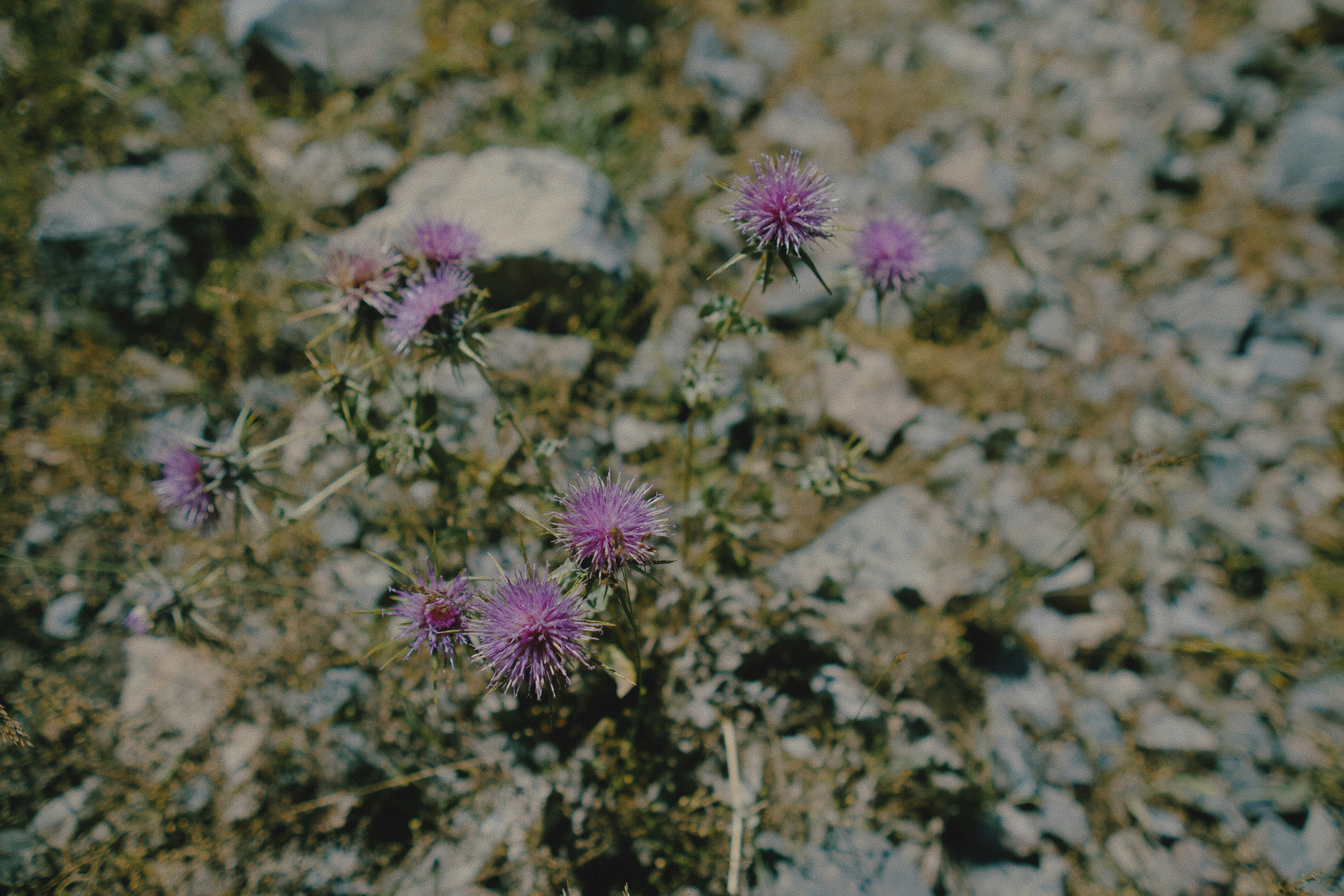 Purple Crown in a Walled Meadow