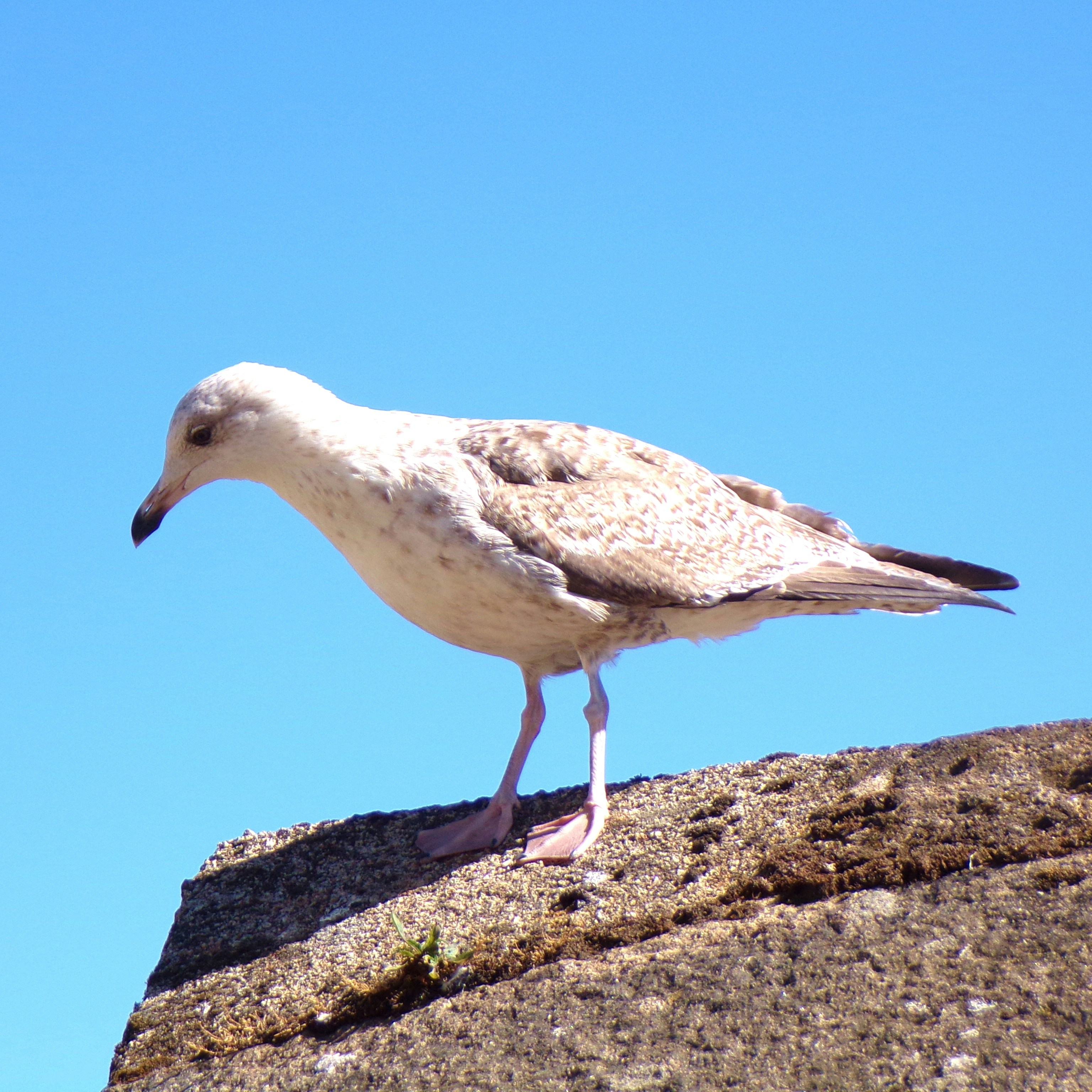 Seagull Sentinel on Sunlit Rock