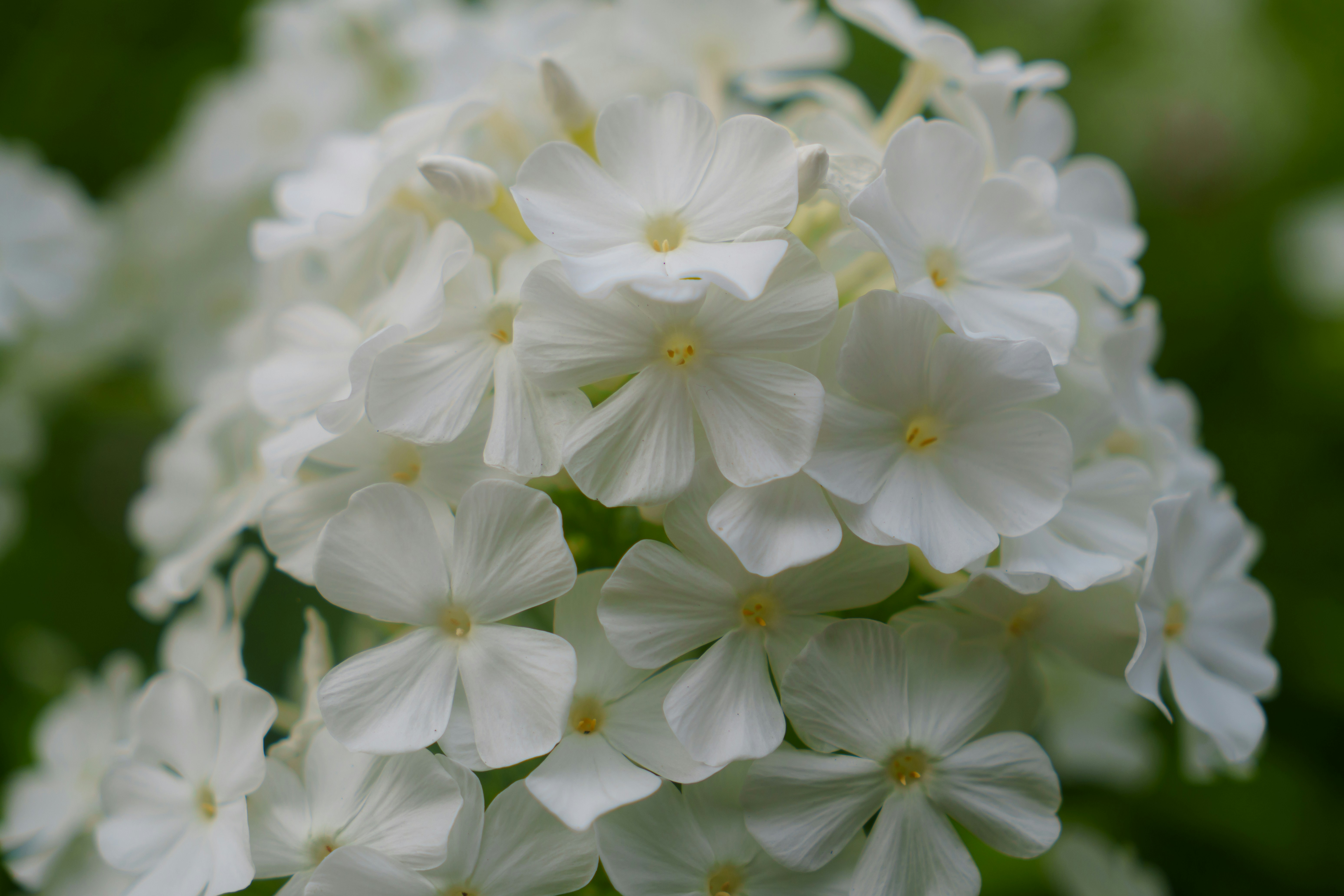 Soft White Hydrangea Bloom in Gentle Focus