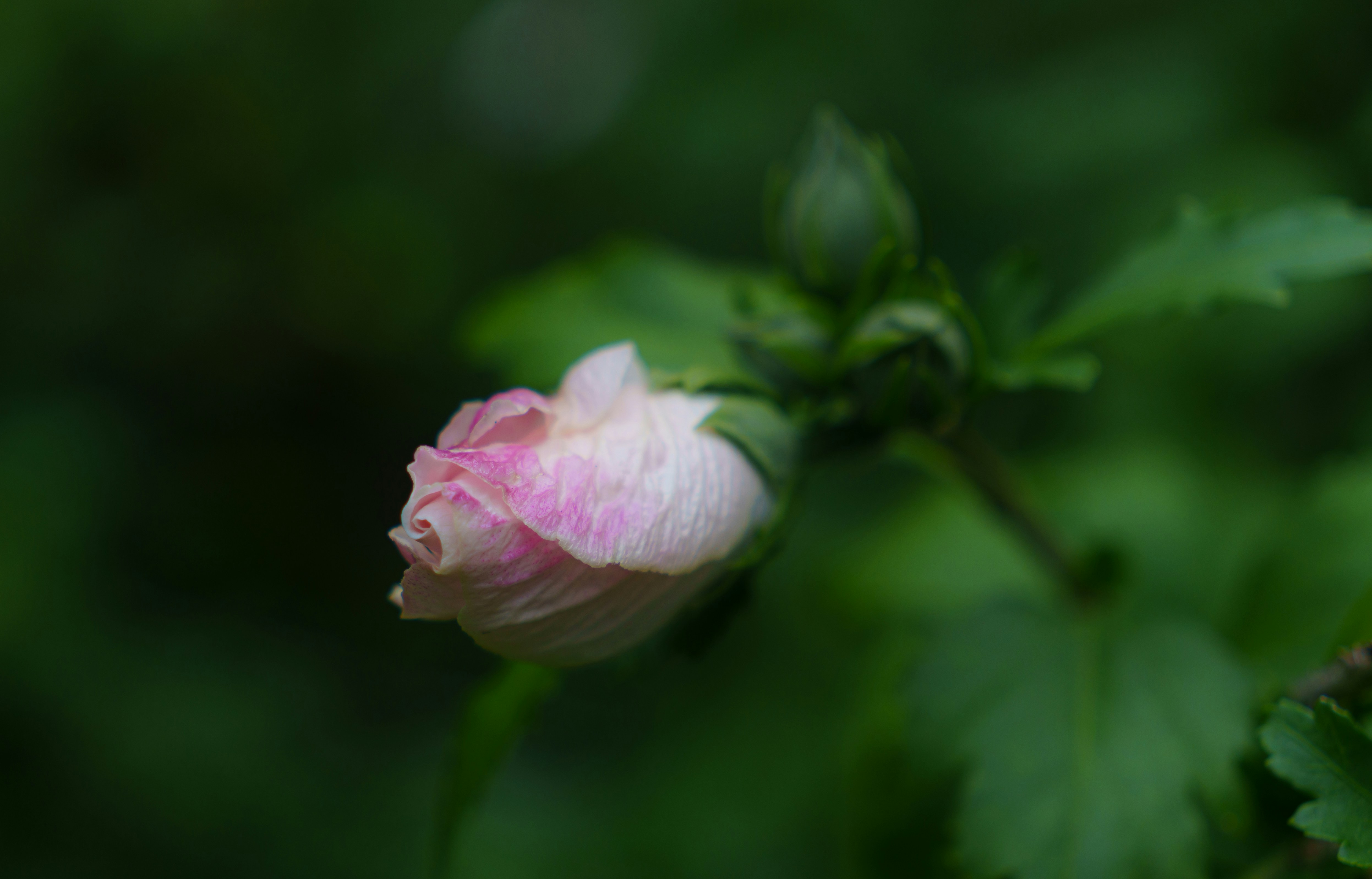 A delicate pink rosebud rests along a leafy stem with soft, blurred greenery in the background, highlighting a small focal point for a close-up study.
