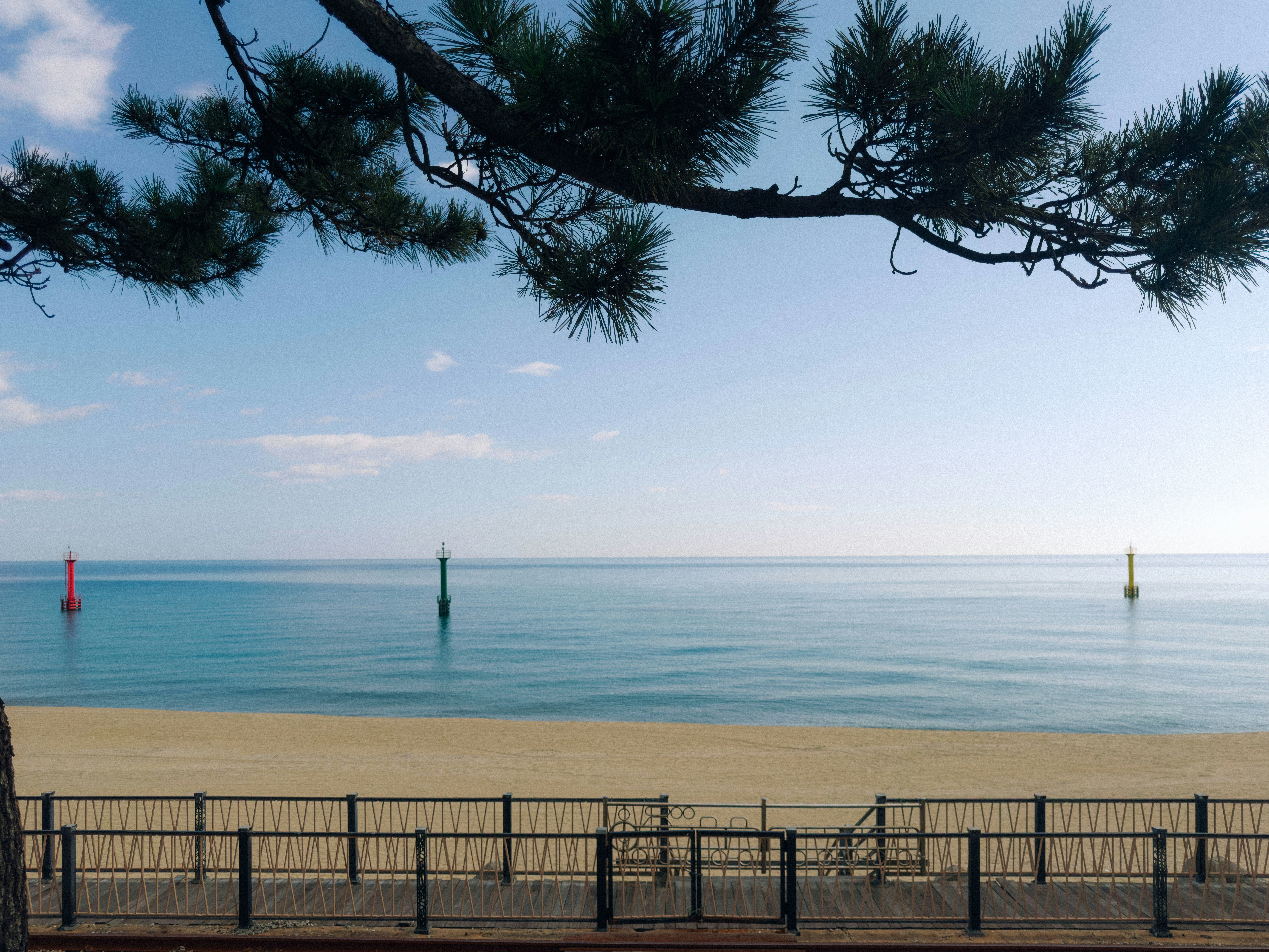 Quiet Beachfront Vista Beneath Overhanging Pines