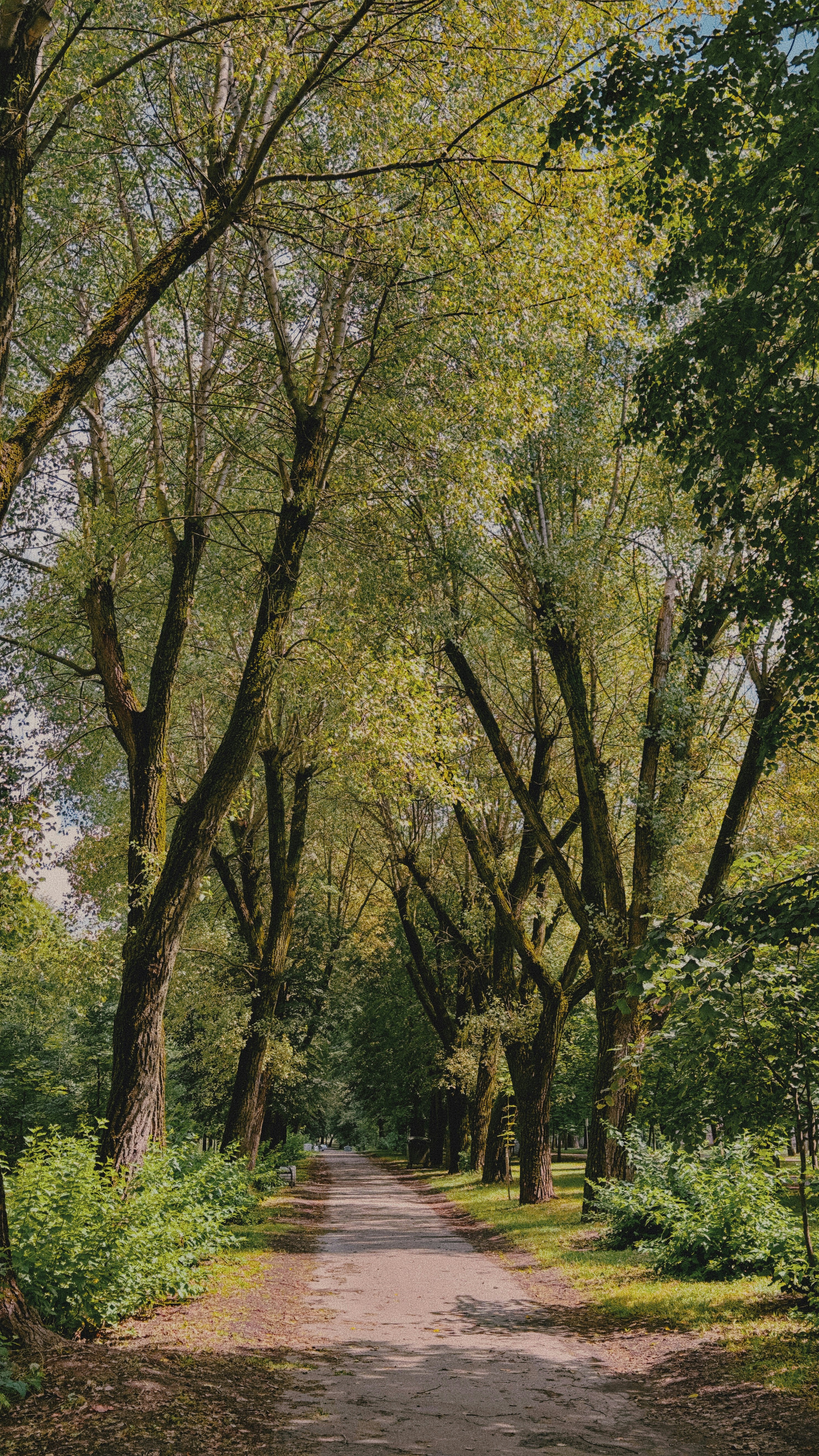 Sunlit tree-lined path with a central dirt lane framed by tall trees and green undergrowth.