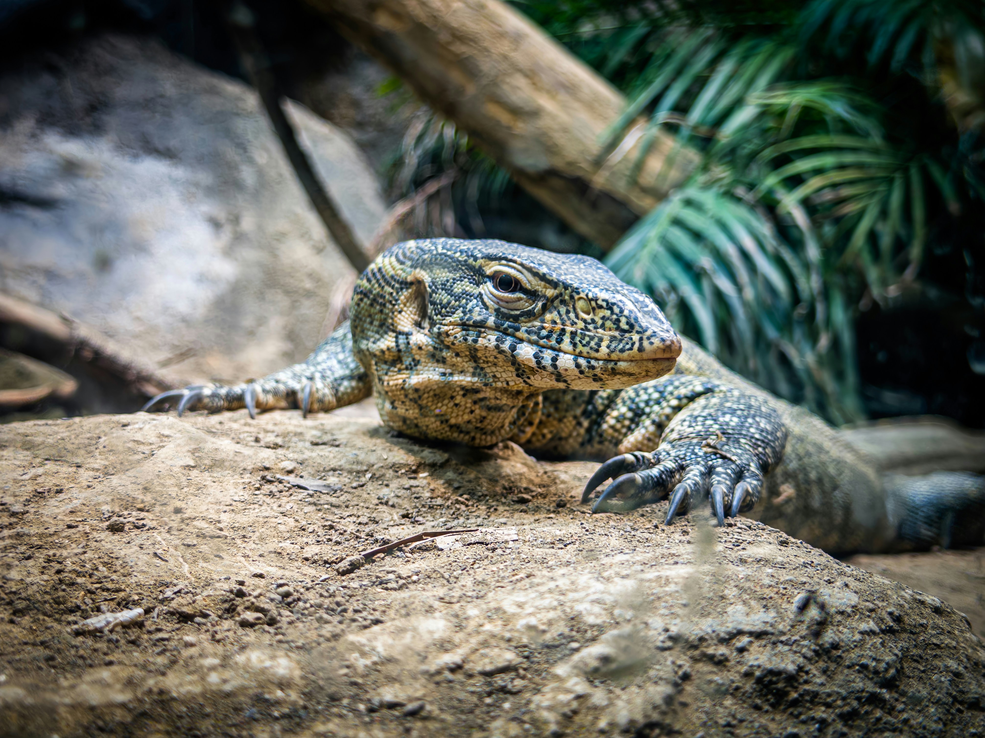 Crocodilian Guardian Resting on Sun-Warmed Rock
