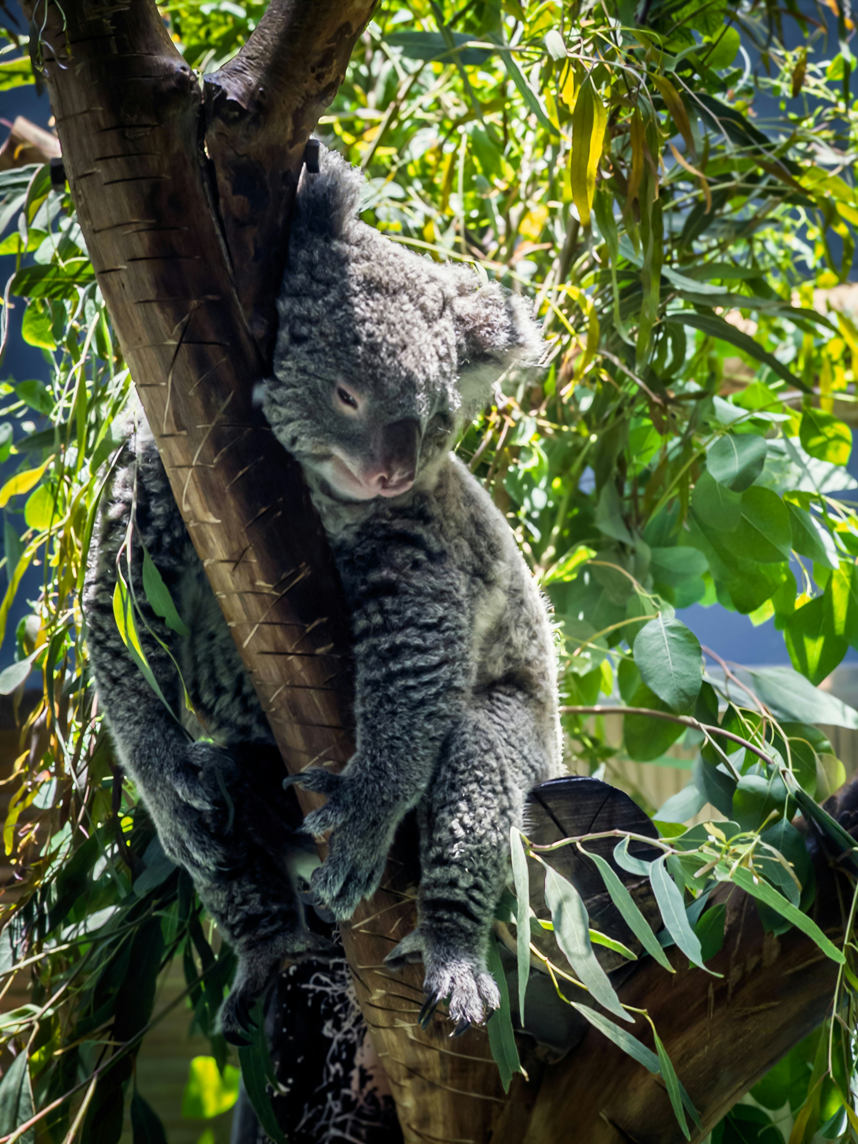 Sweet Repose in the Canopy: A Koala Napping Amid Green Veil