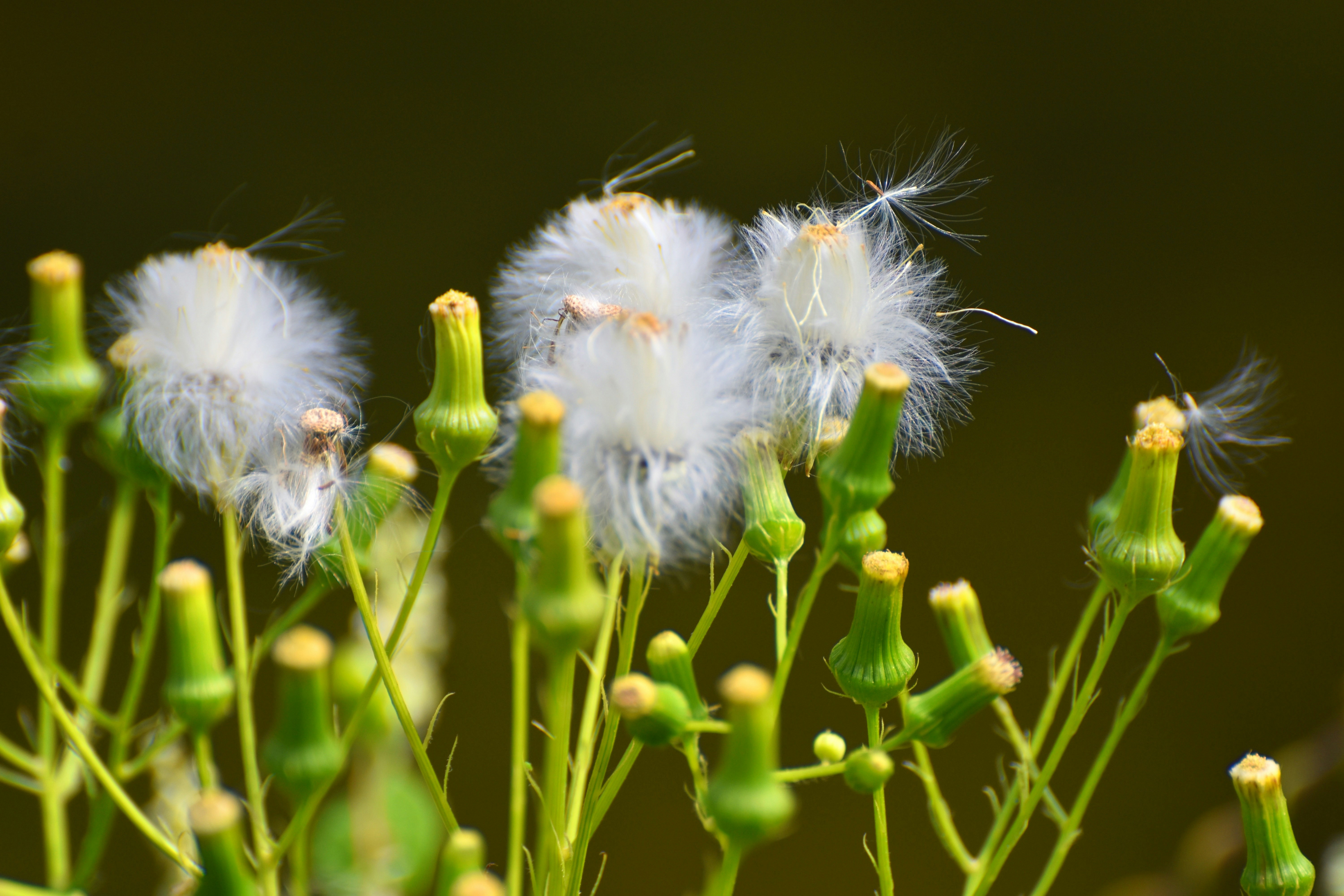 Whispers of Dandelion Seeds Above a Green Sea