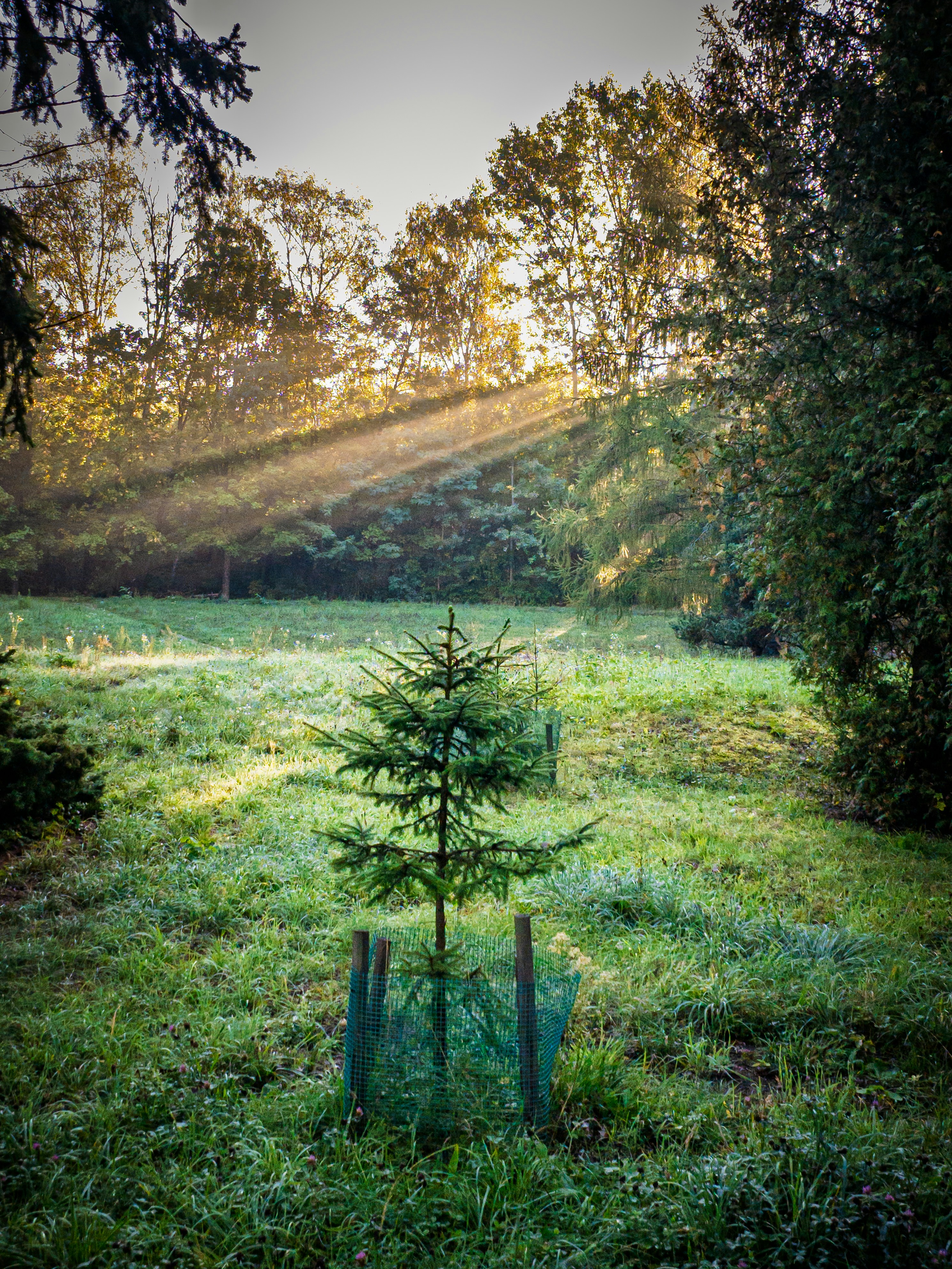 Sunlit sapling in a hazy meadow morning