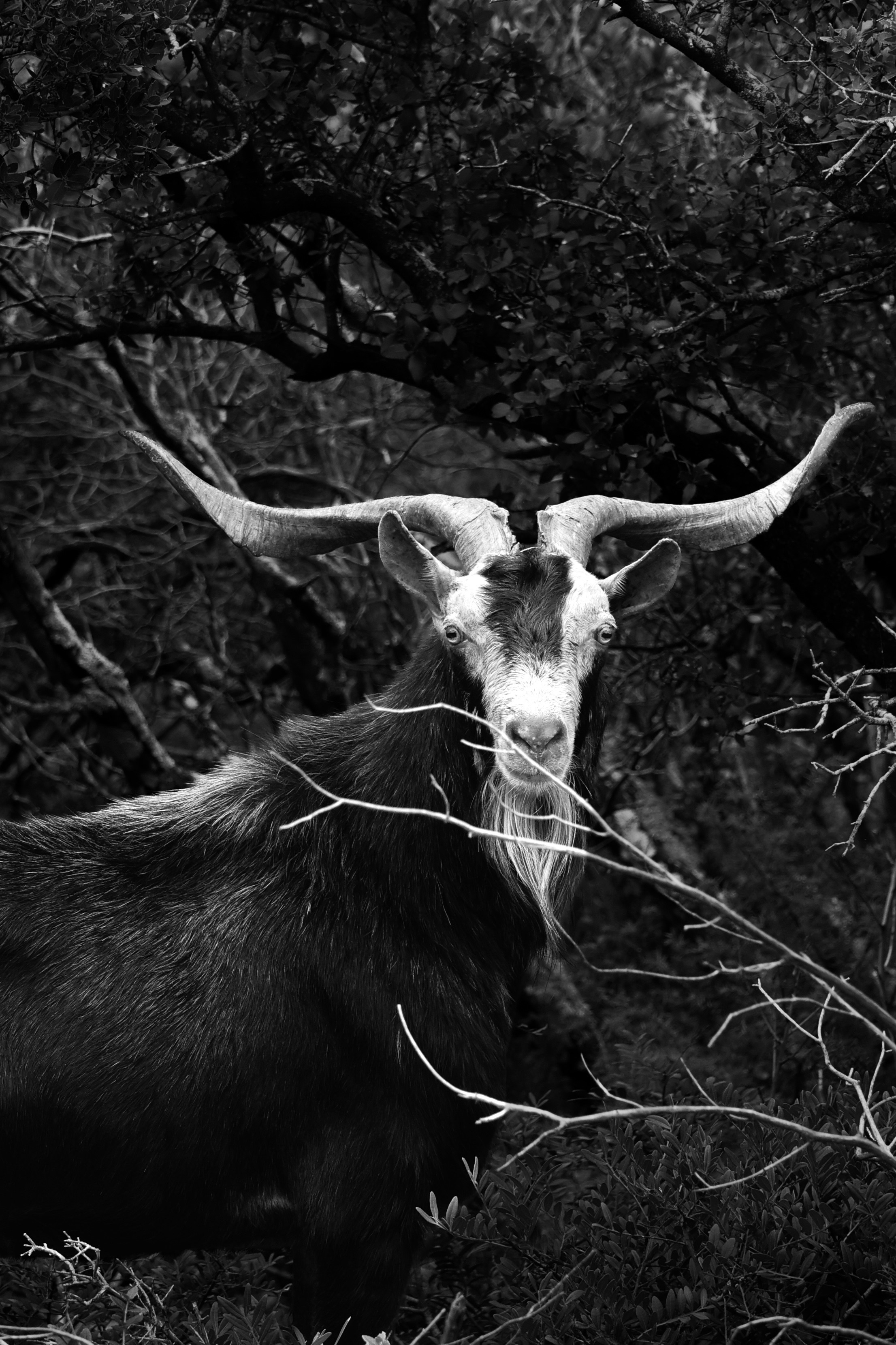 Stalwart Cervine in Shadowed Thicket