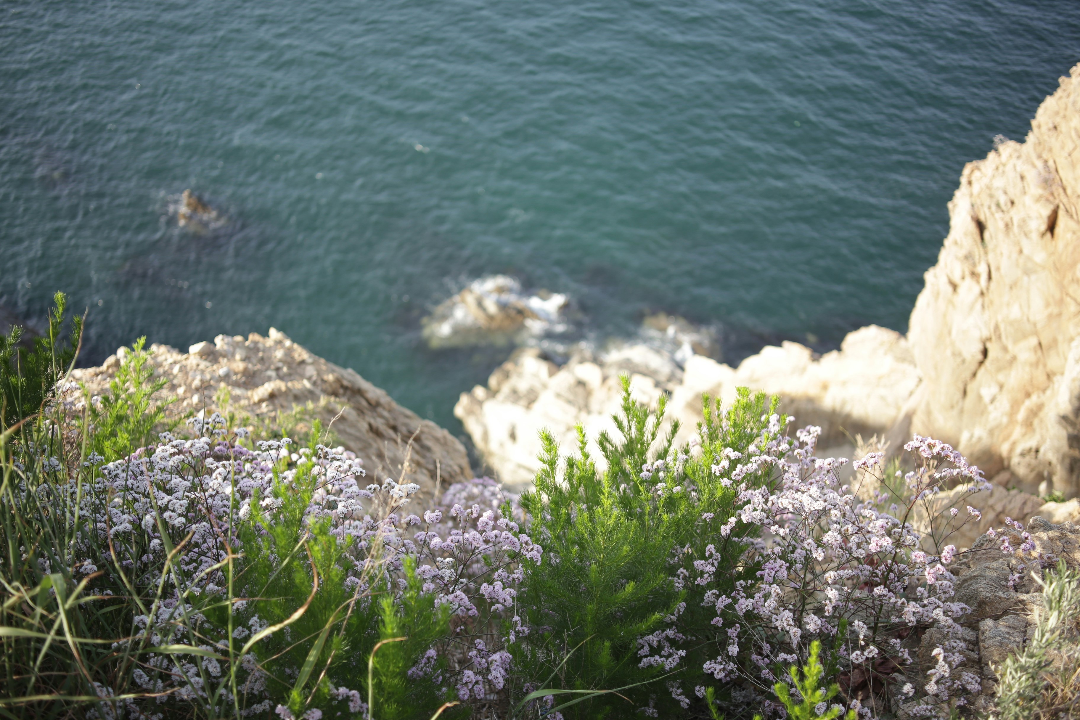 Cliffside Lavender Overlook by the Sea