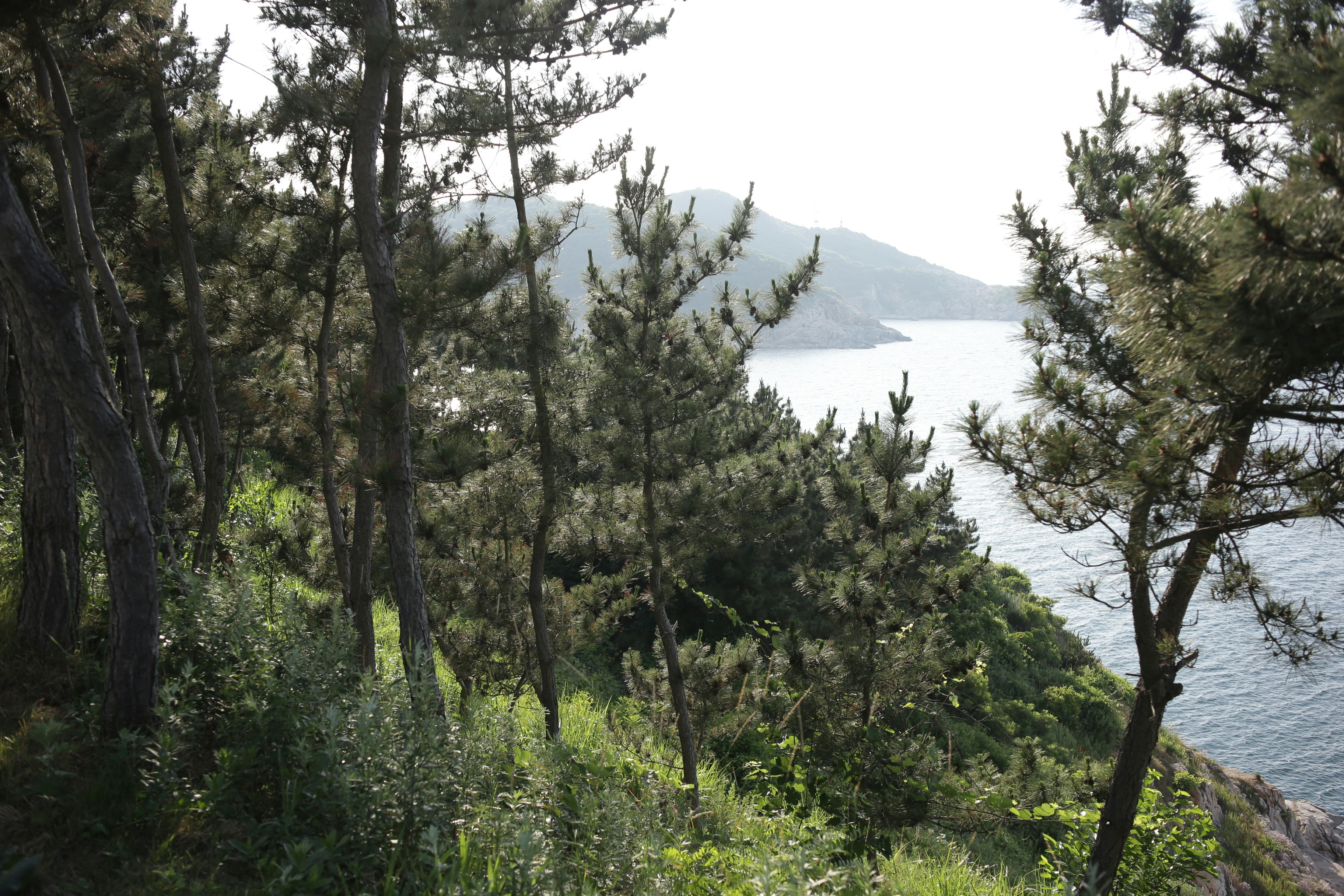 Sunlit Ridge Overlooking the Sea: A Quiet Forest Vista