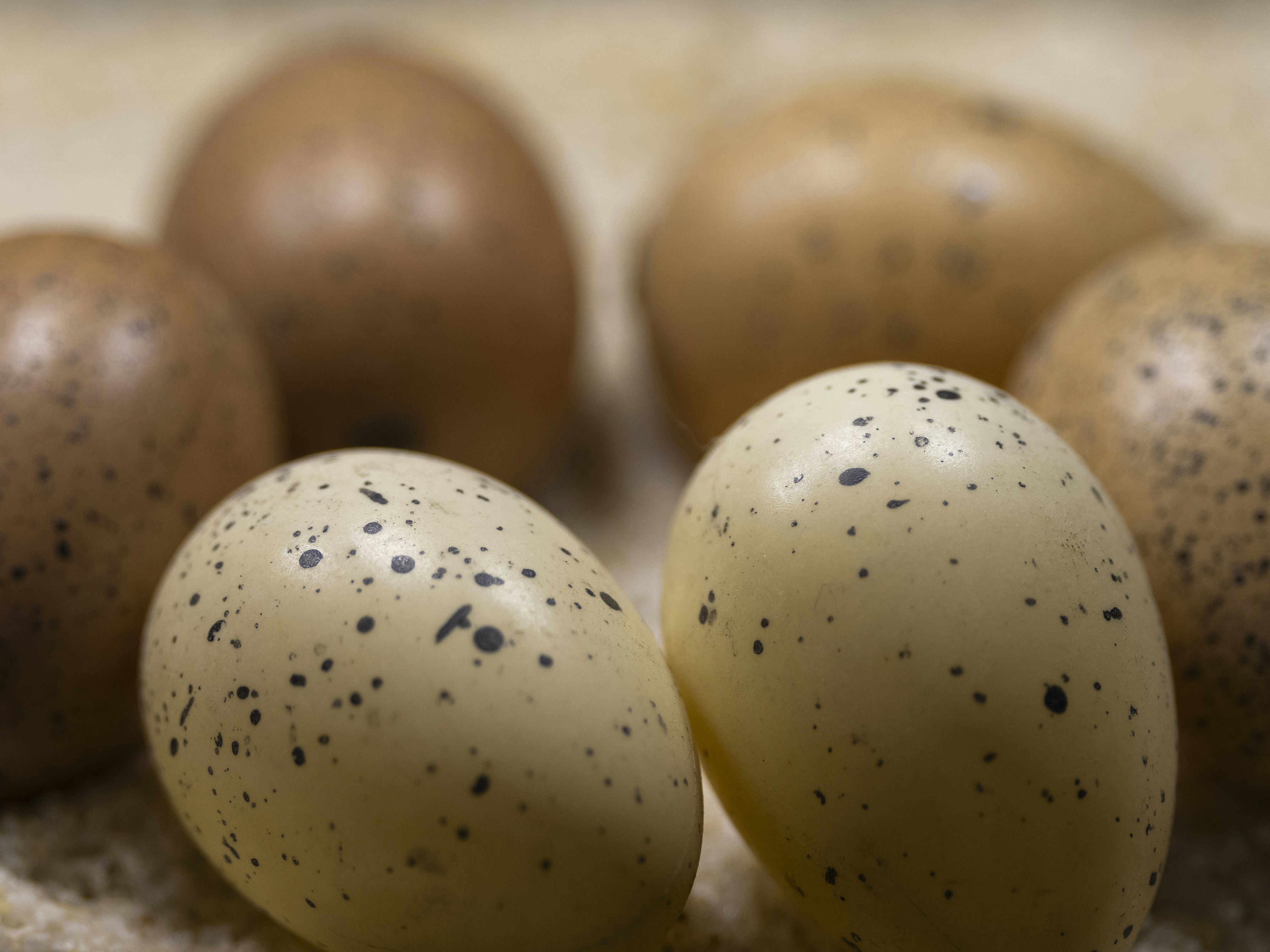 Speckled Eggs in Soft Focus Nest