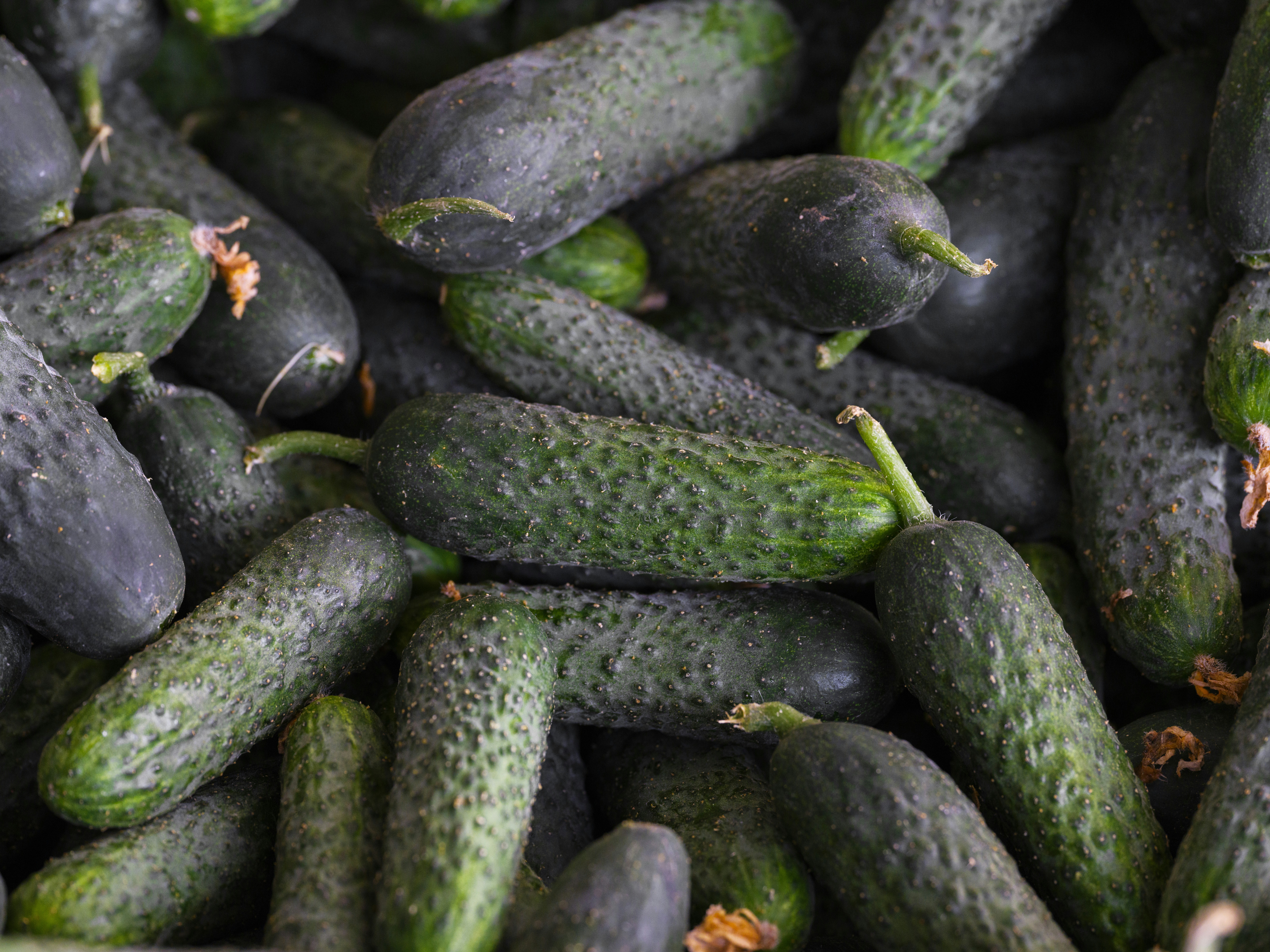 Fresh Harvest Twilight: A Closer Look at Cucumber Kilns of the Market