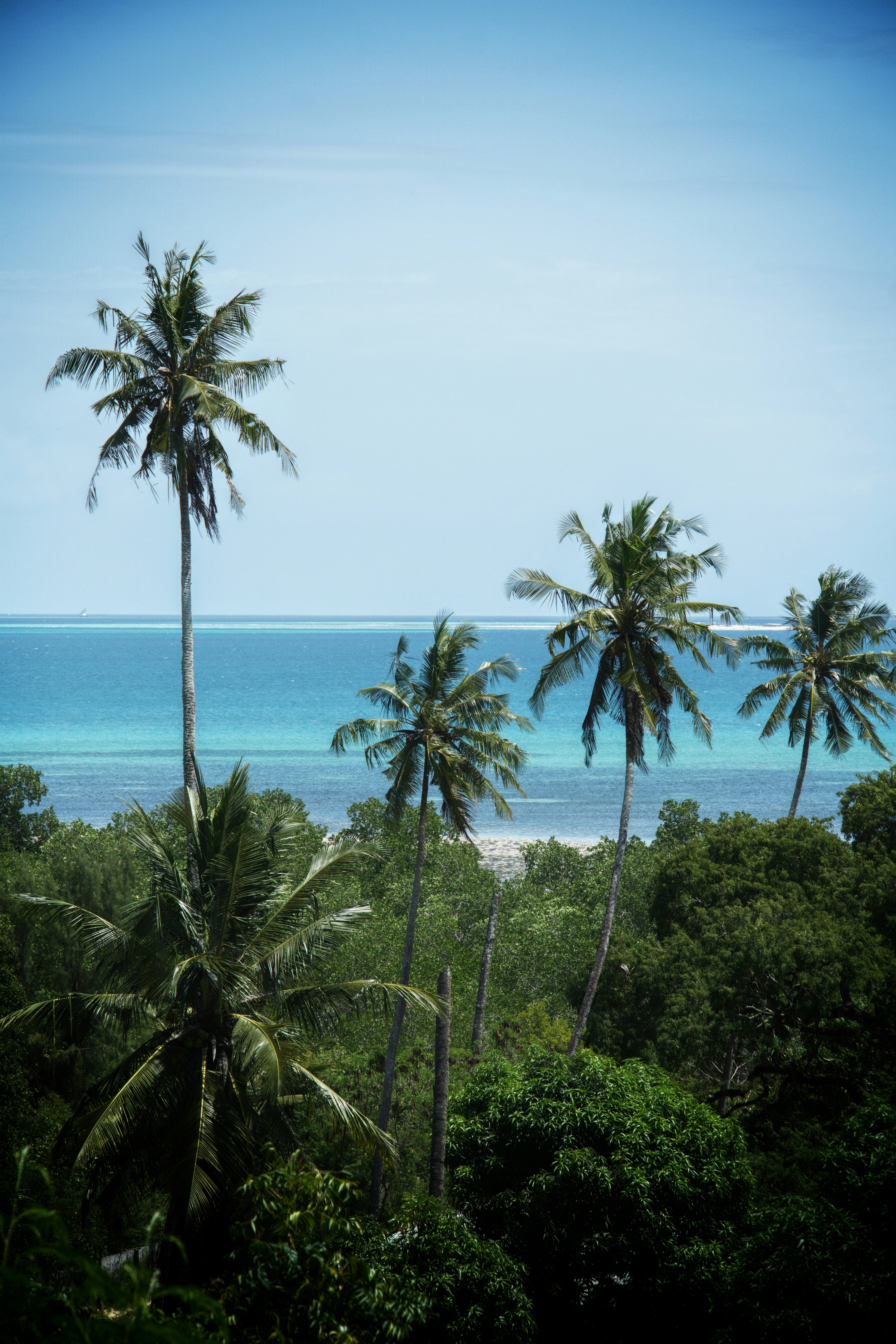Lush tropical palms frame a tranquil turquoise lagoon and distant horizon, capturing a coastal scene with vibrant greens and blues.