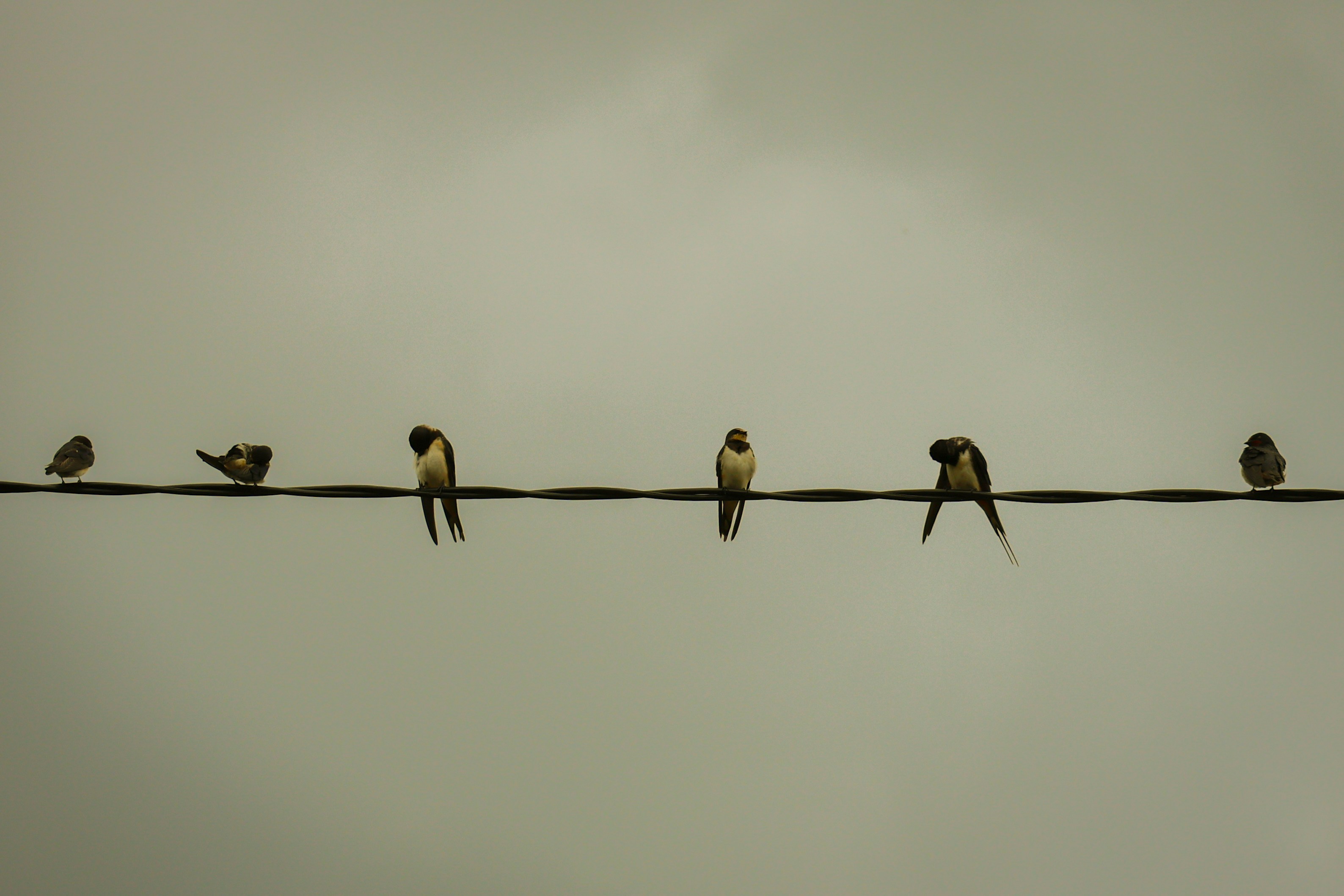 Seven Birds on a Wire: Quiet Chorus under Overcast Skies