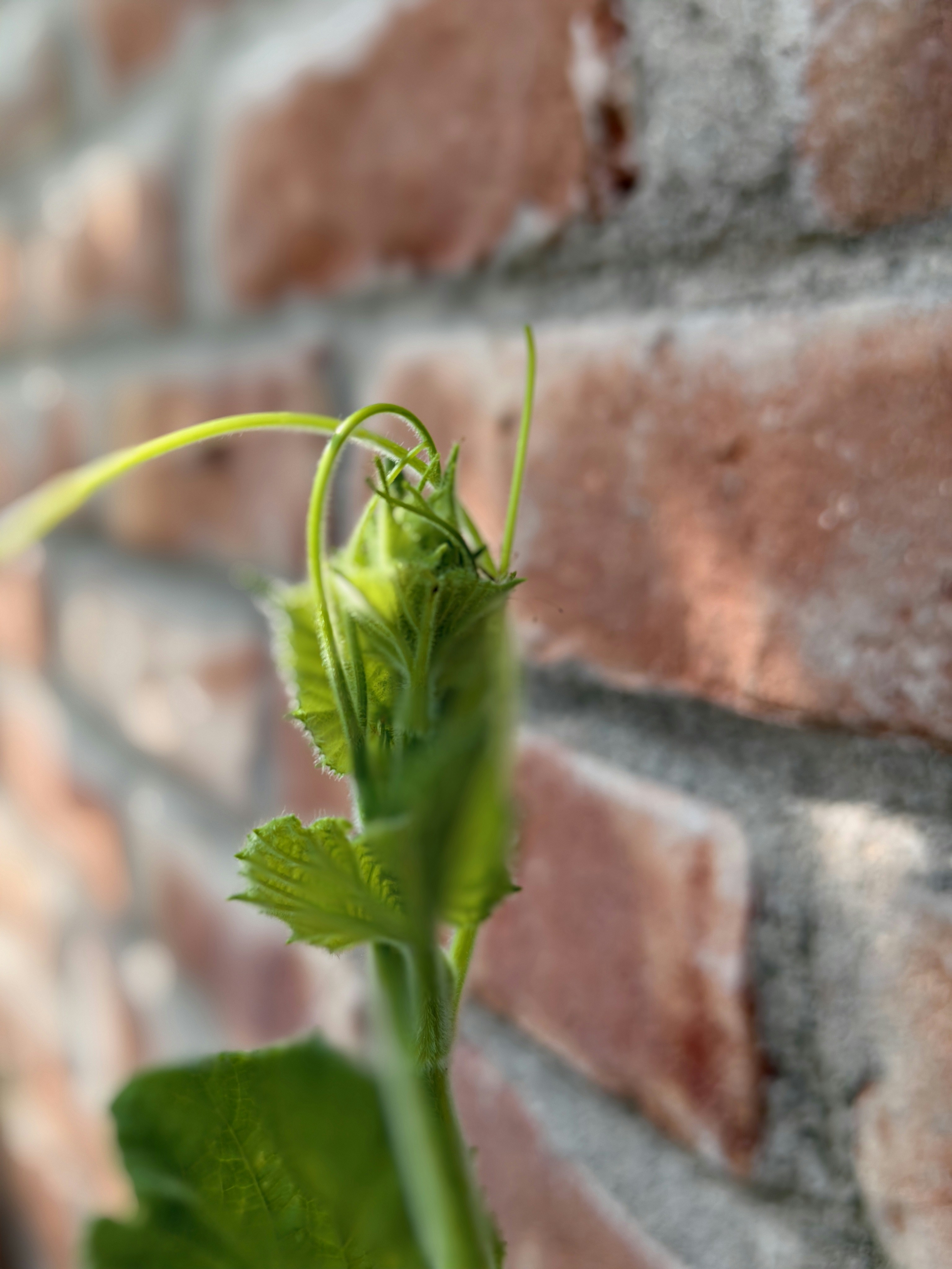 Tender Sprout Climbing a Ruled Brick Wall