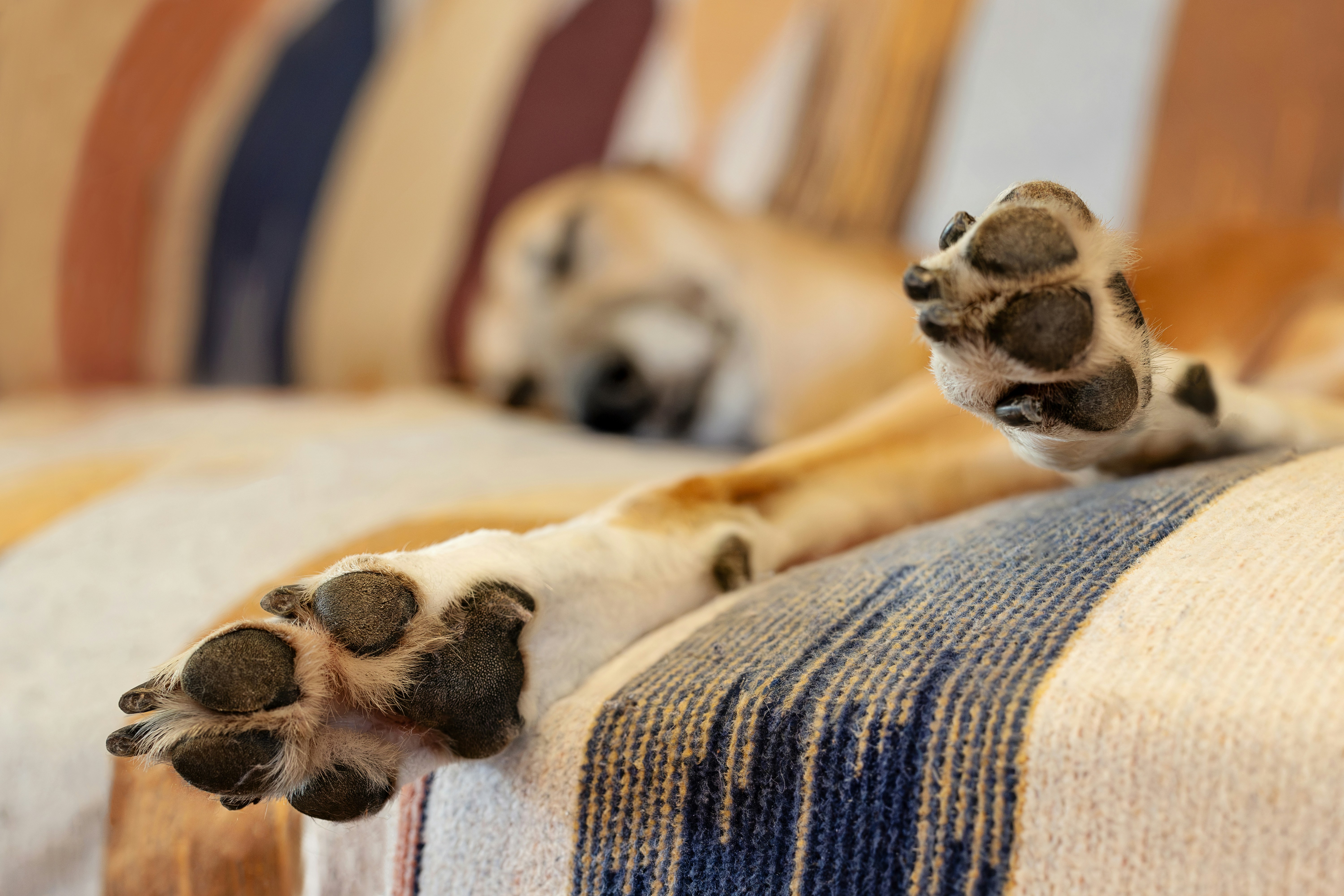 Close-up of a dog's paws stretched toward the camera on a striped sofa; warm indoor lighting and soft textures emphasize comfort and relaxation. (Photo is a candid domestic scene.)