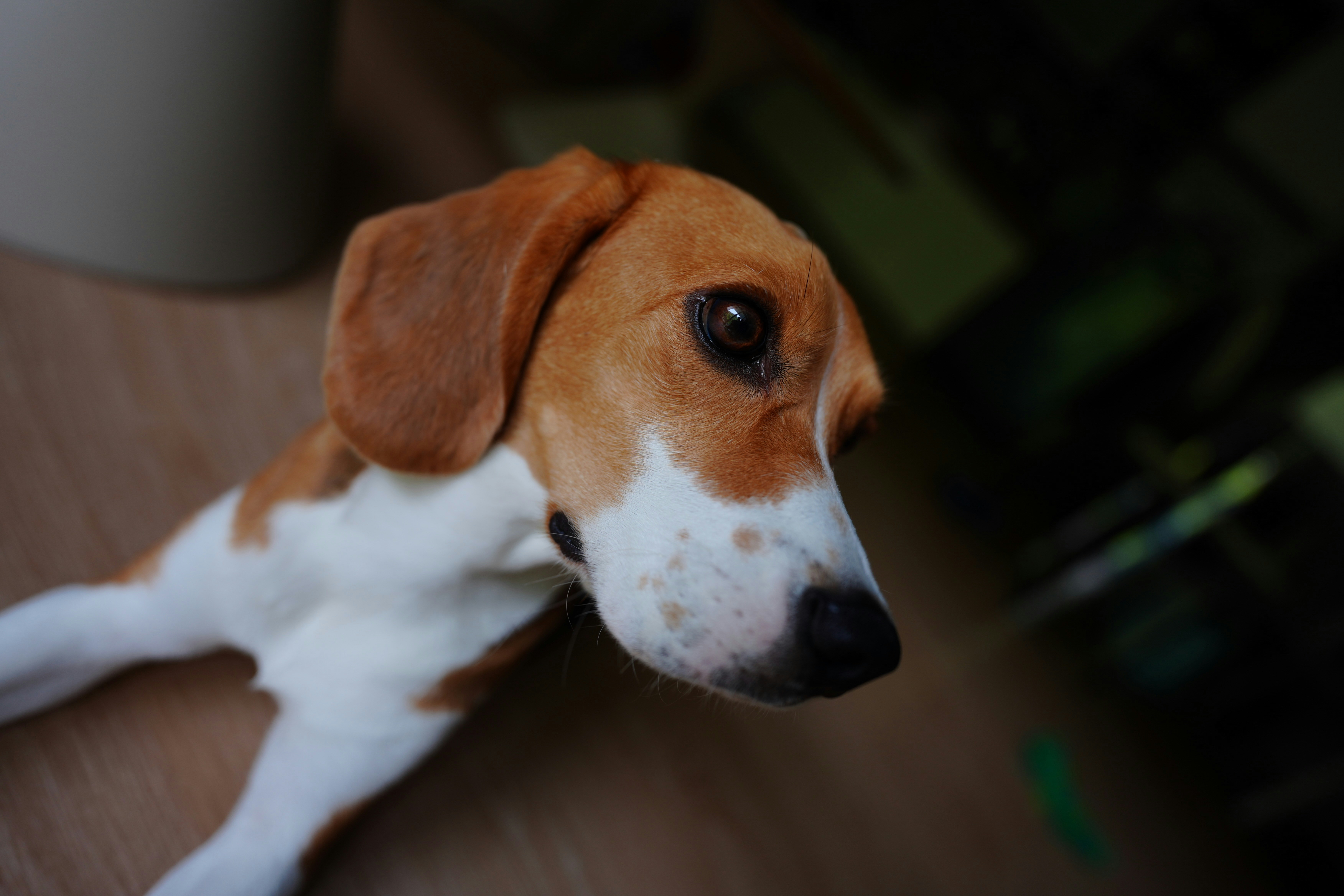 A beagle mixes curiosity with calm, captured at a low angle on a wooden floor, with a shallow depth of field emphasizing the eye and snout. The image is a candid pet photograph.