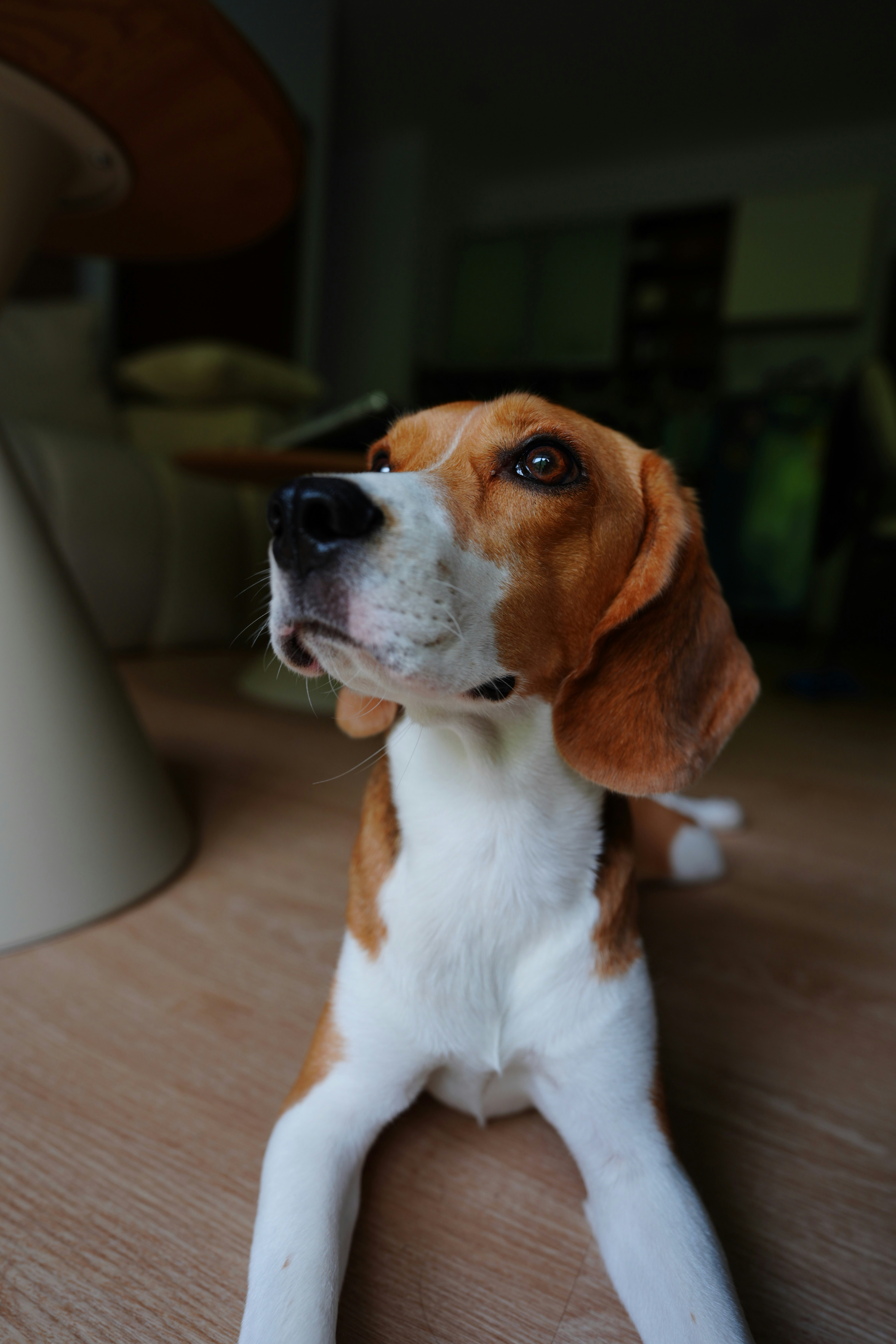 Beagle Gaze: Quiet Curiosity on a Wood Floor