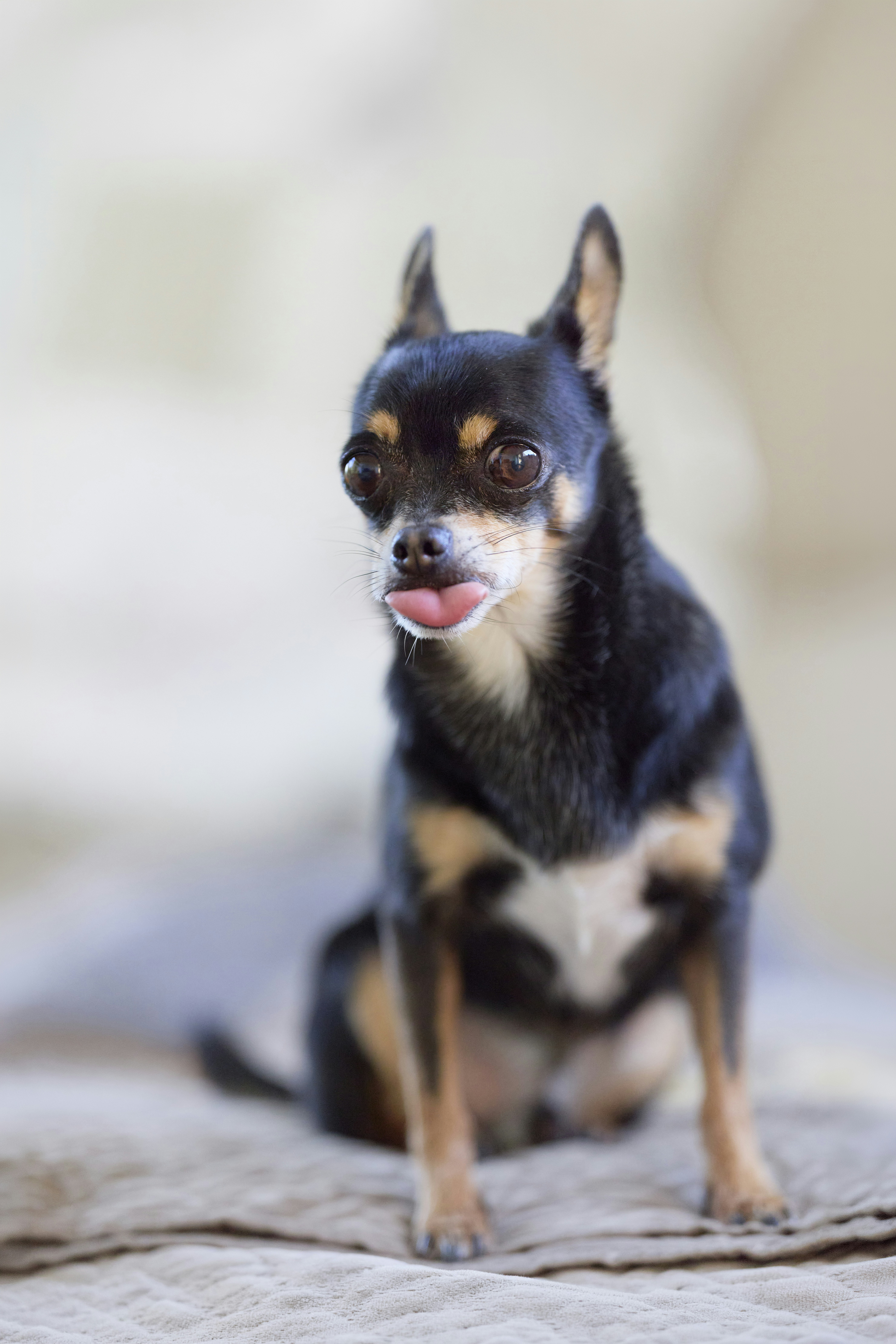 Tiny Terrier, Big Expression: A Curious Tongue Peeks Out