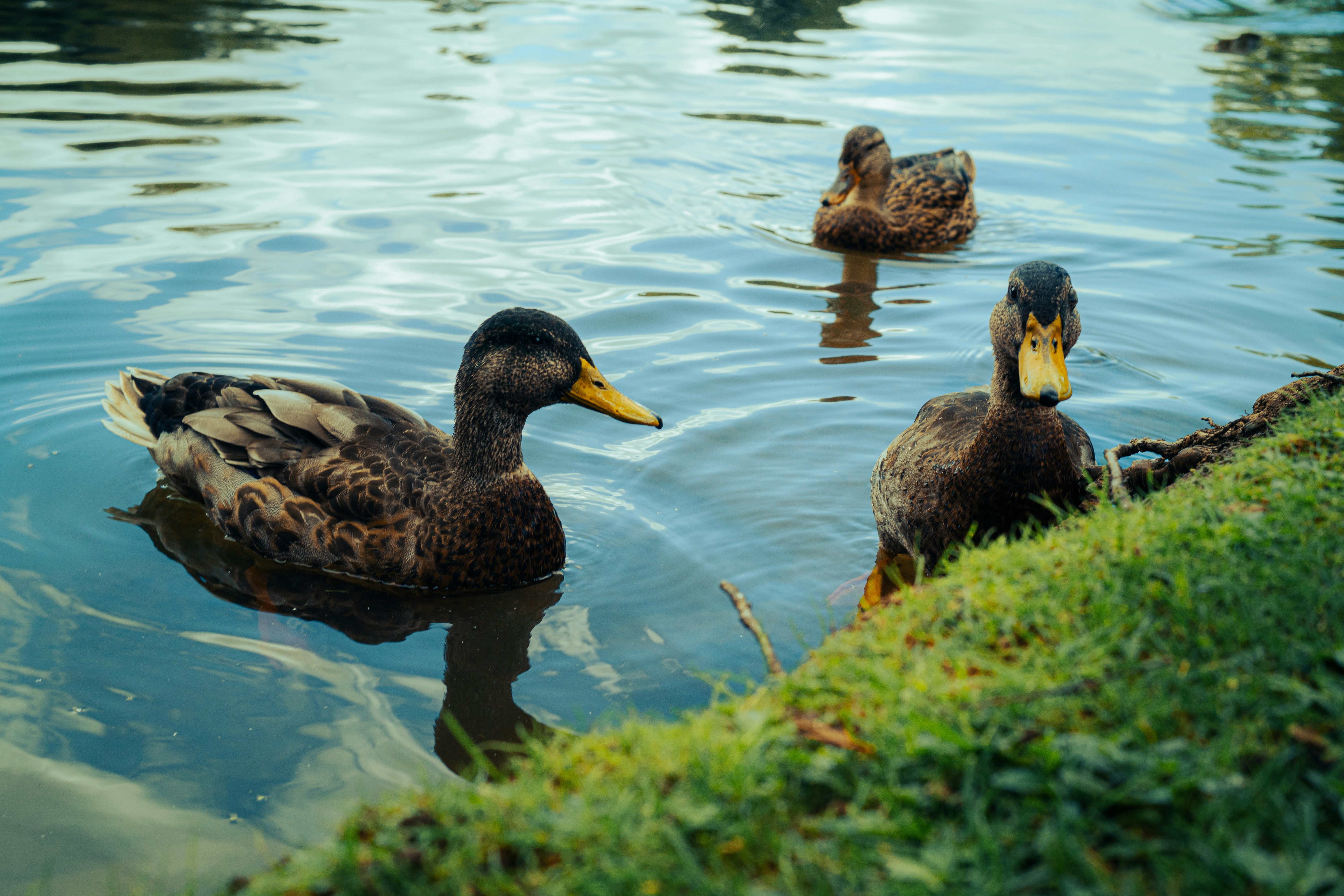 Two Ducks at the Water’s Edge