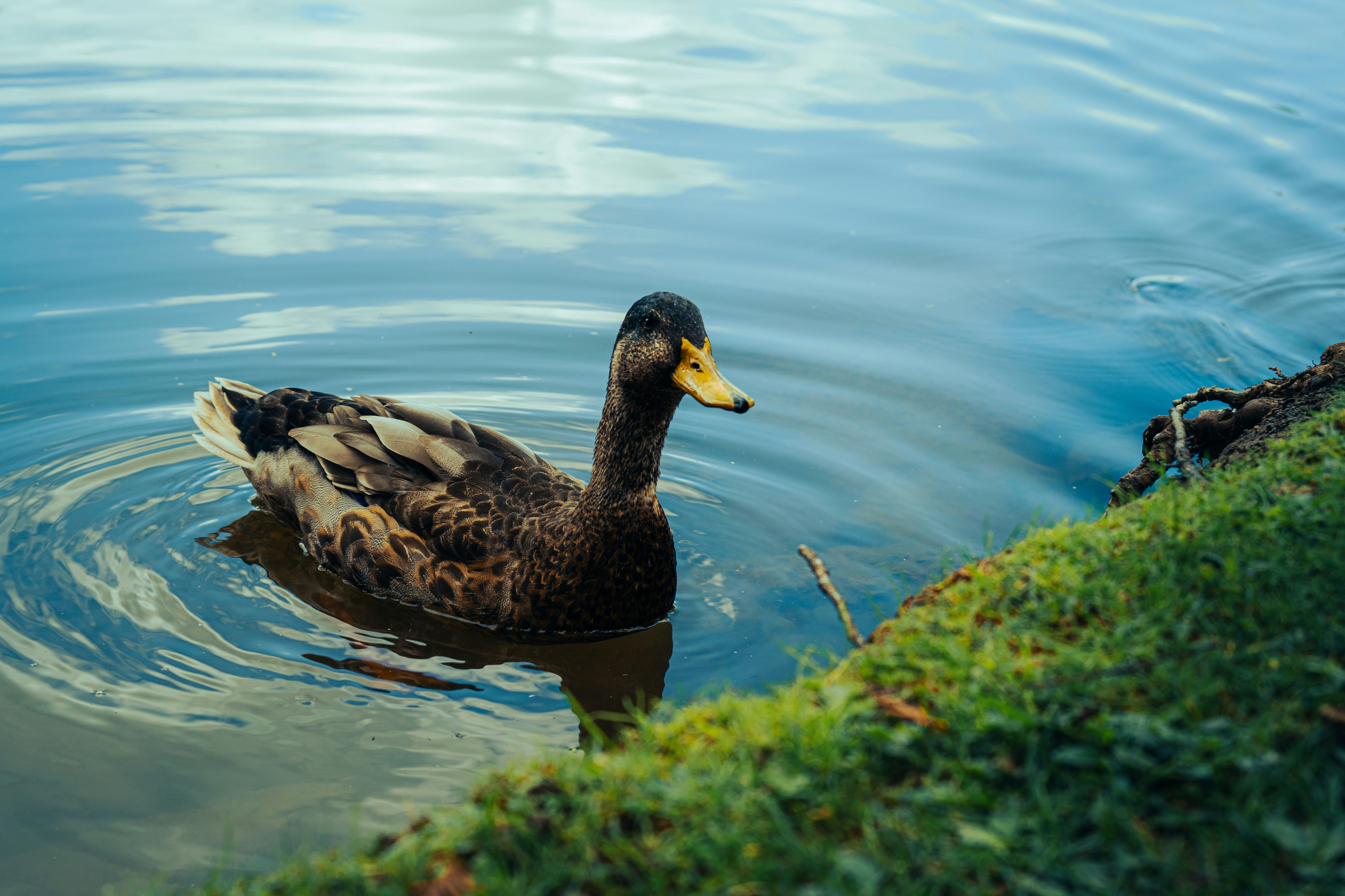 Damp Duck Near the Emerald Edge