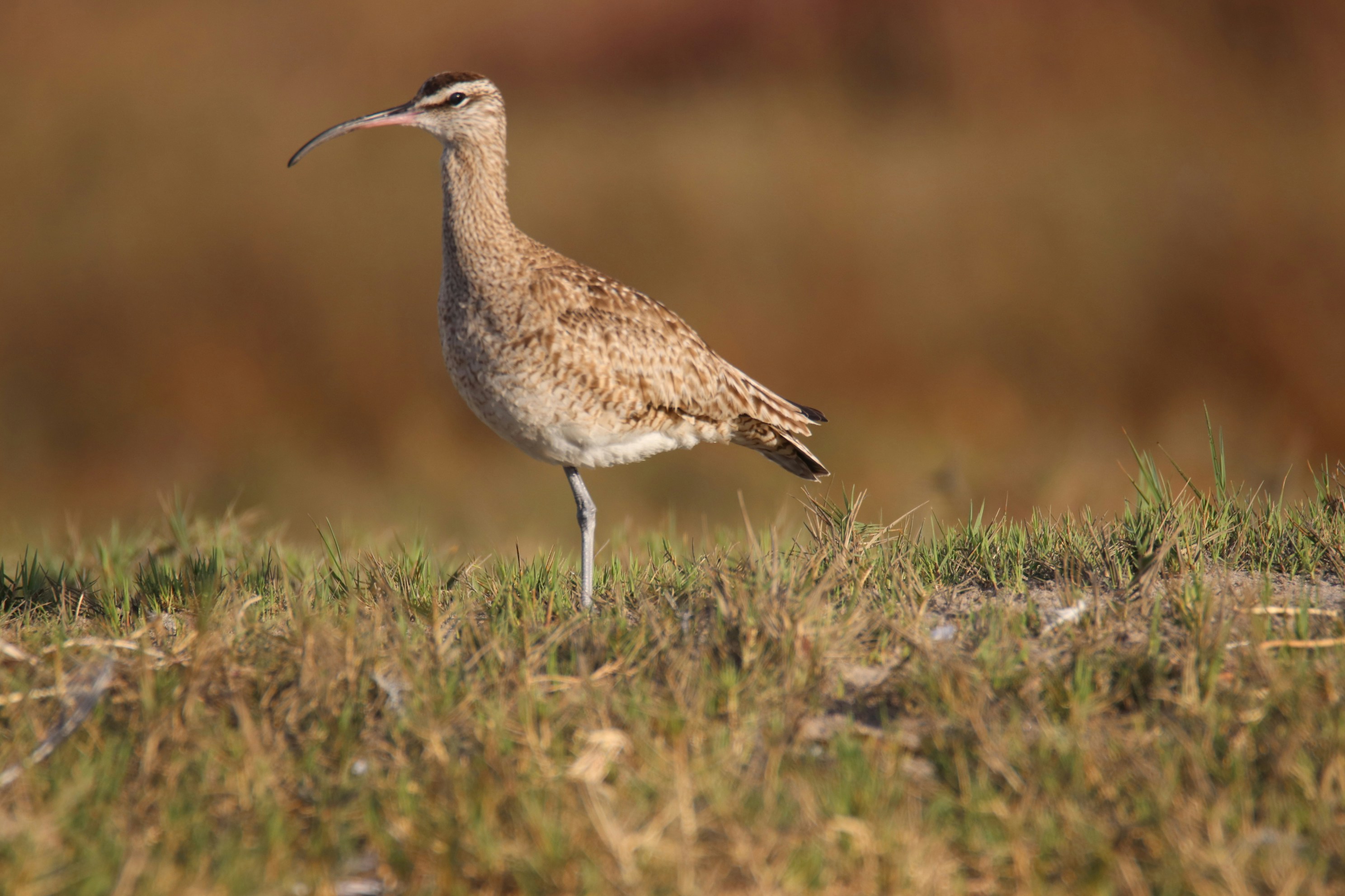 Long-billed Curlew in golden marsh light