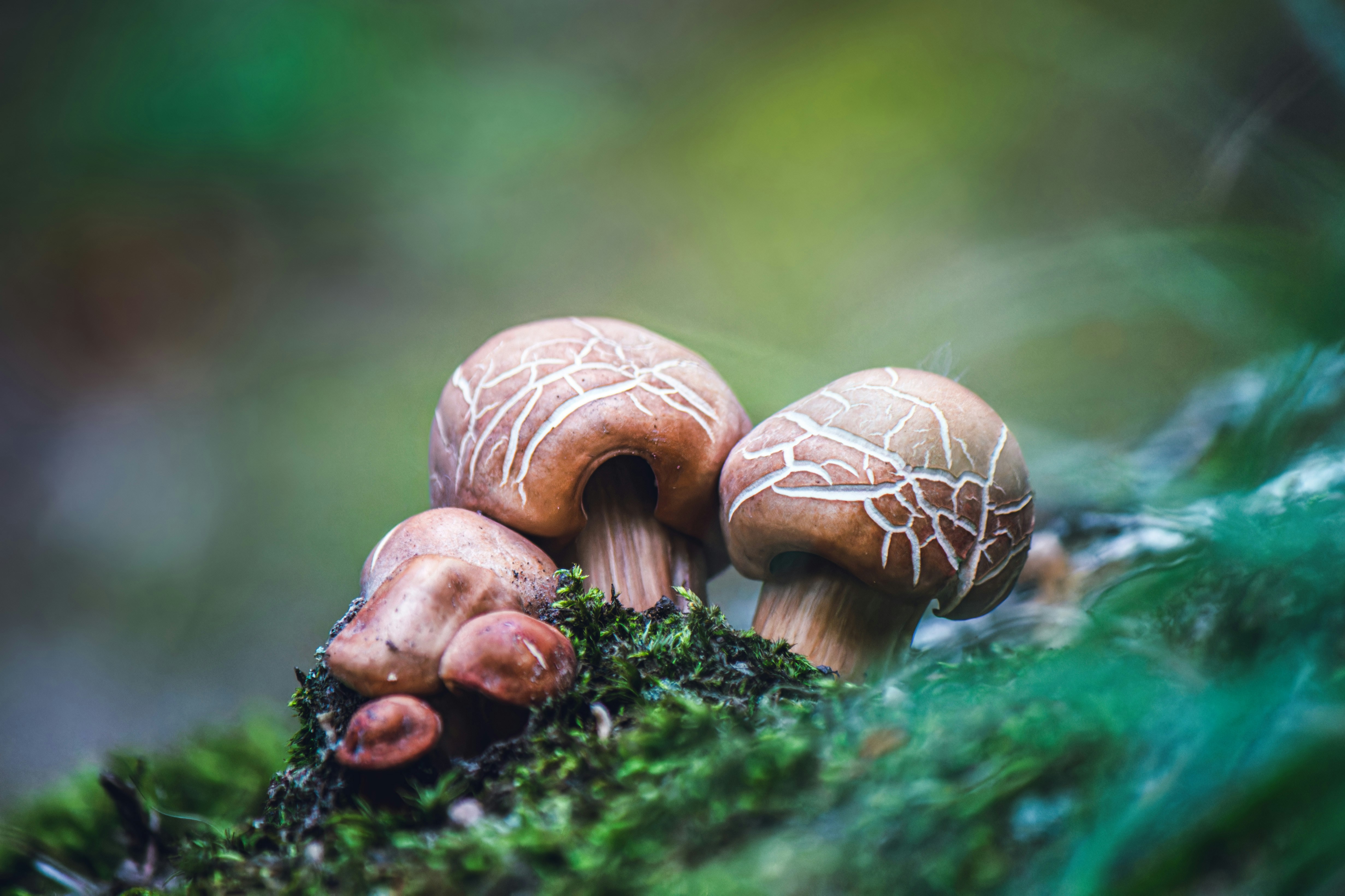 Mushroom Cluster on Moss: Quiet Forest Portrait
