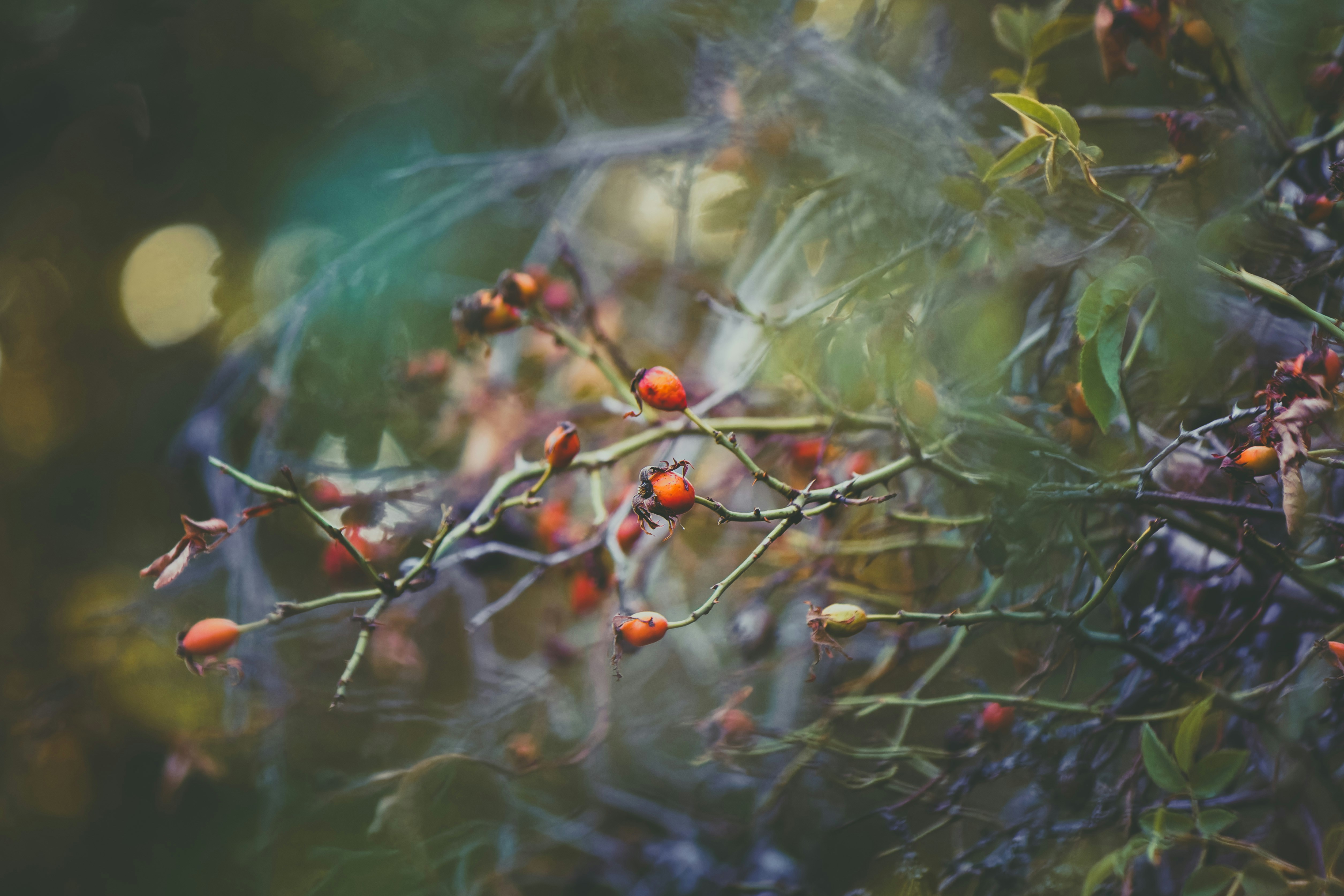 Autumn Orbs: Red Berries Framing a Mossy Tangle