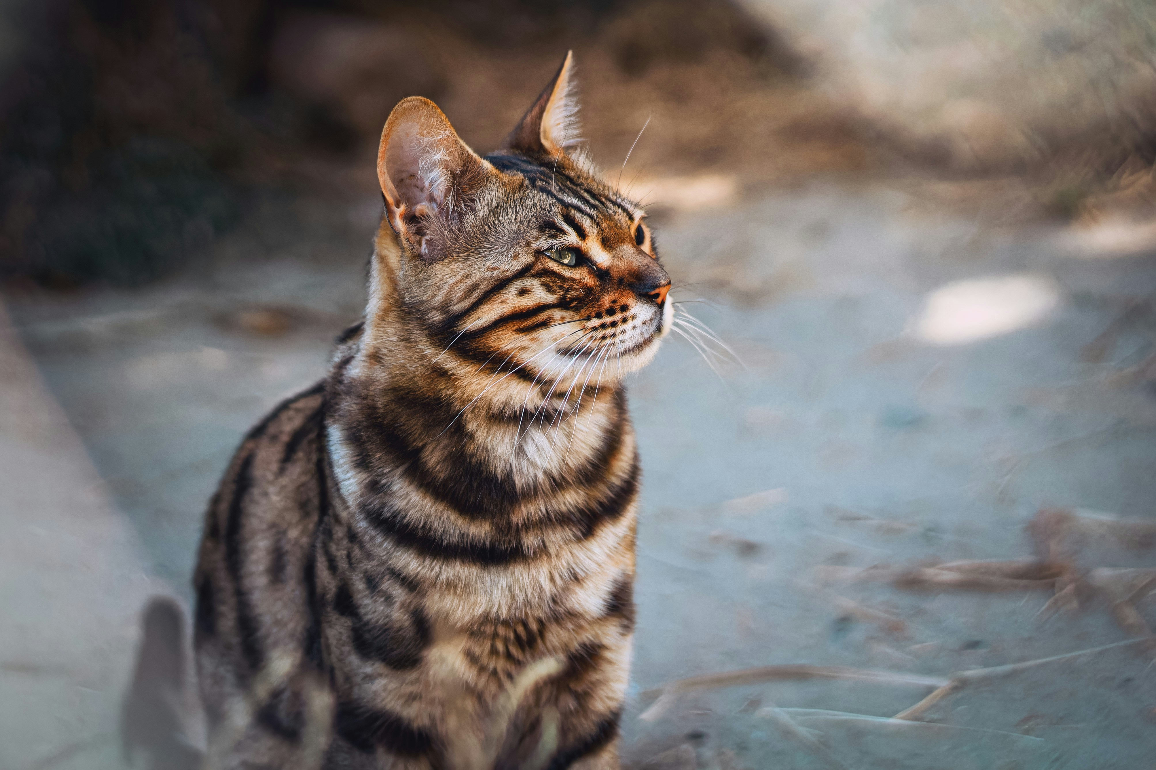 Amber-Striped Watcher: A Bengal-like Cat in Quiet Dusk
